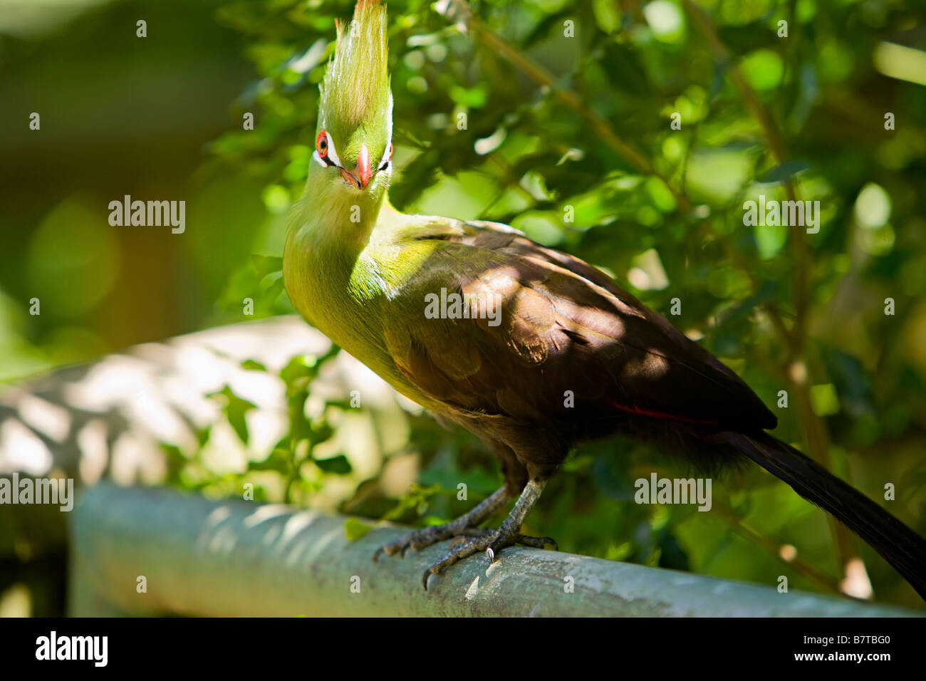 A Green Turaco ( Turaco Persa ) perching Stock Photo - Alamy
