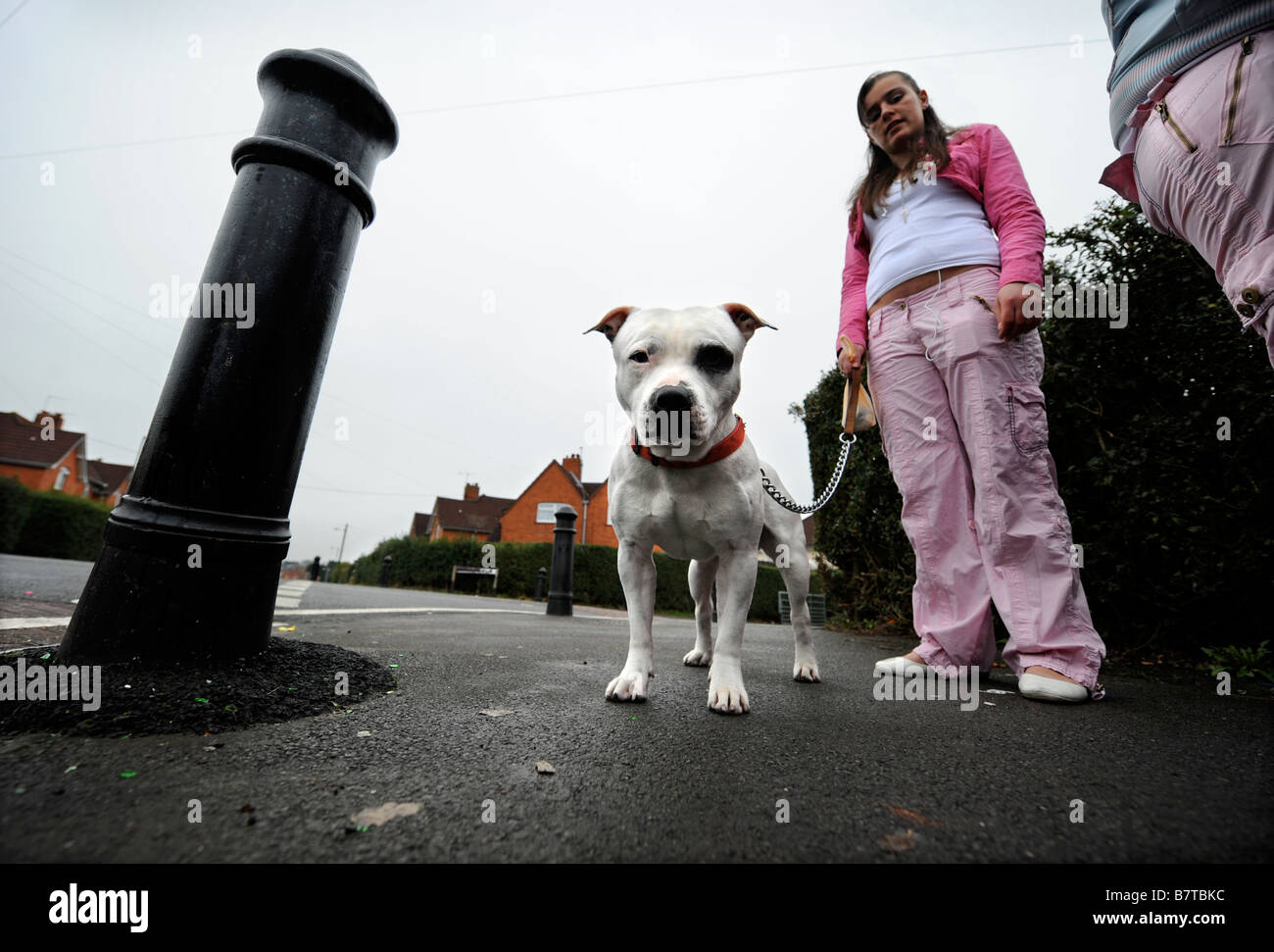 A TEENAGE GIRL WITH A STAFFORDSHIRE BULL TERRIER IN THE SOUTHMEAD ...
