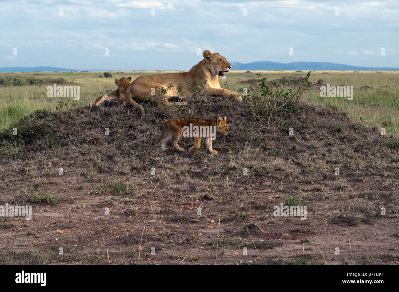 Grumpy lion hi-res stock photography and images - Alamy