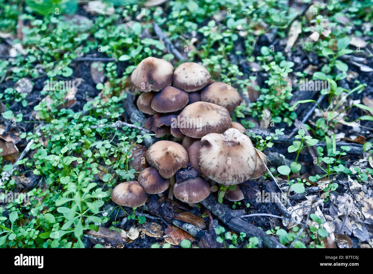 Wild mushroom cluster in the woods Stock Photo - Alamy