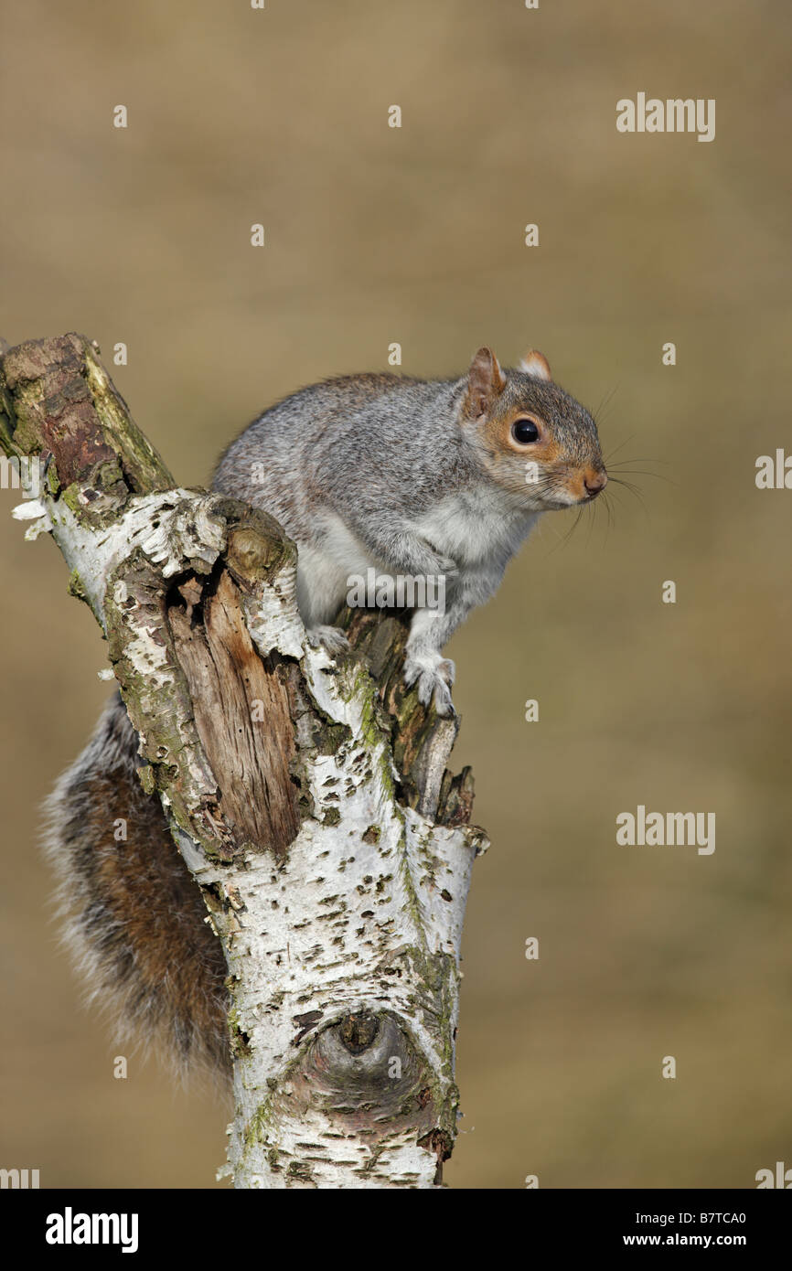 Grey Squirrel Sciurus Carolinensis on silver Birch log looking alert ...