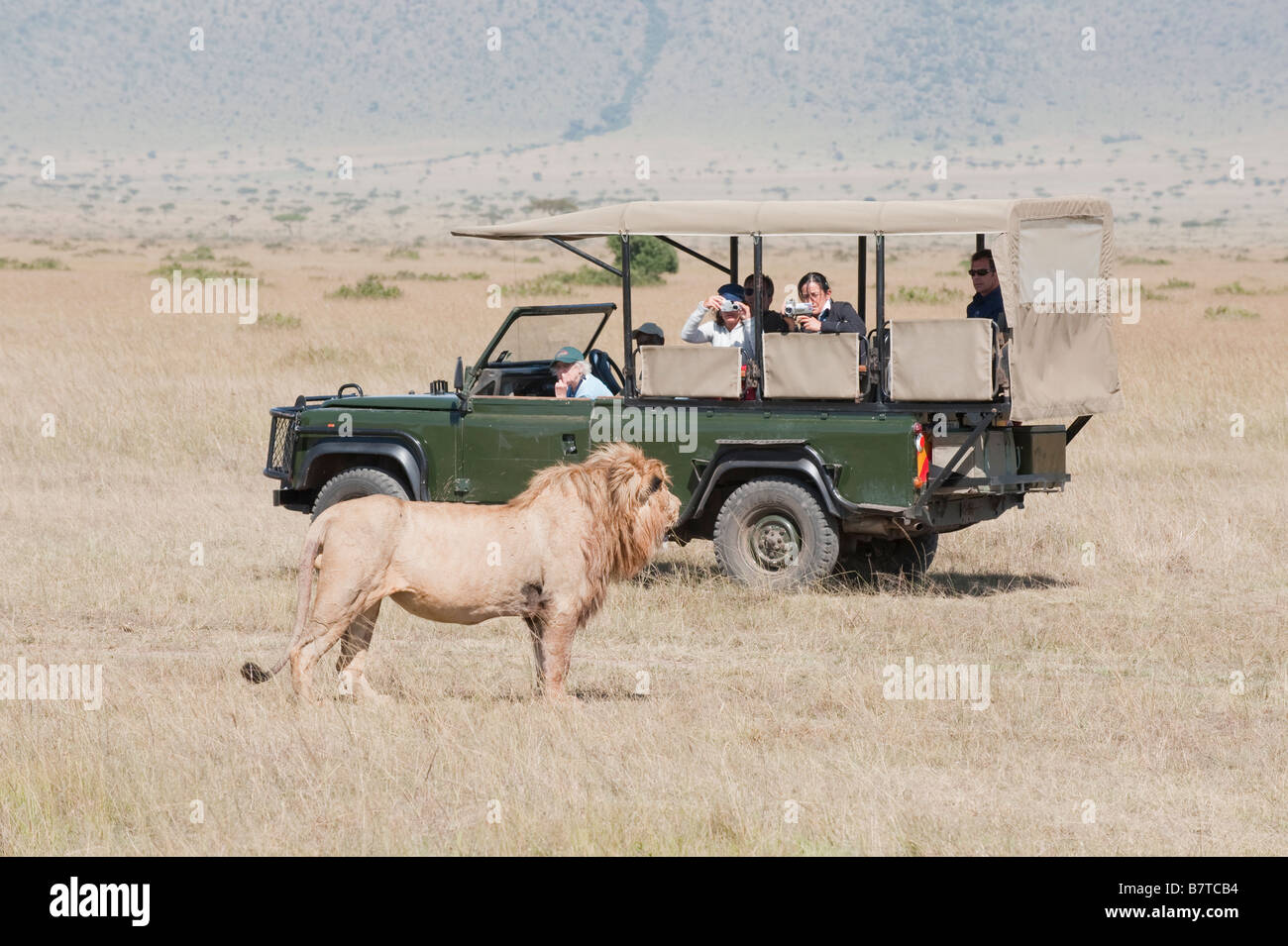 Lion male standing at front of game-viewing vehicle with tourists Stock ...