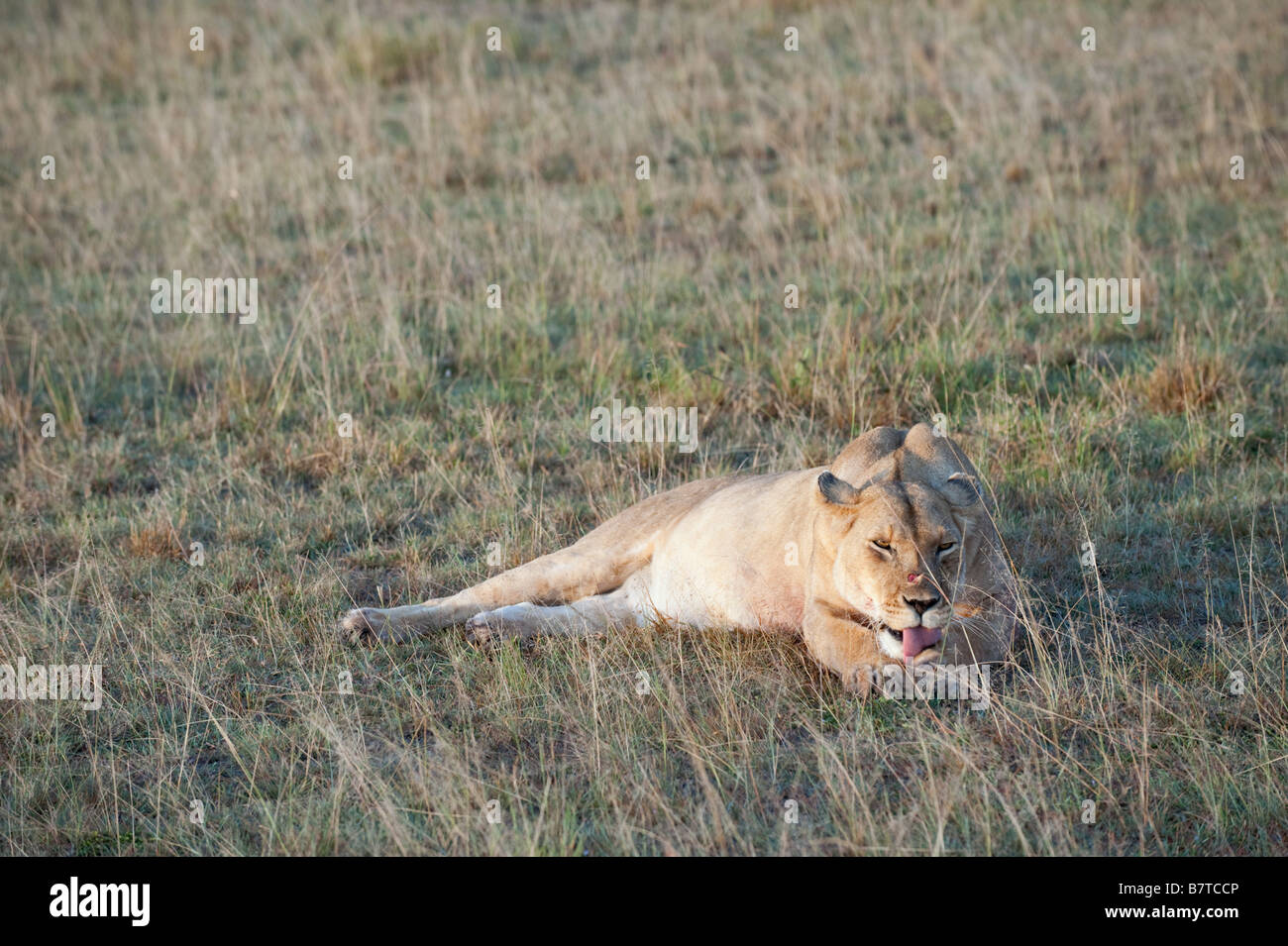 Lioness resting in low grass Stock Photo - Alamy