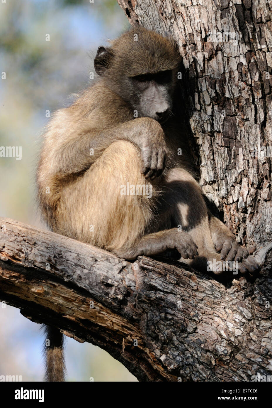Baboon tree hi-res stock photography and images - Alamy