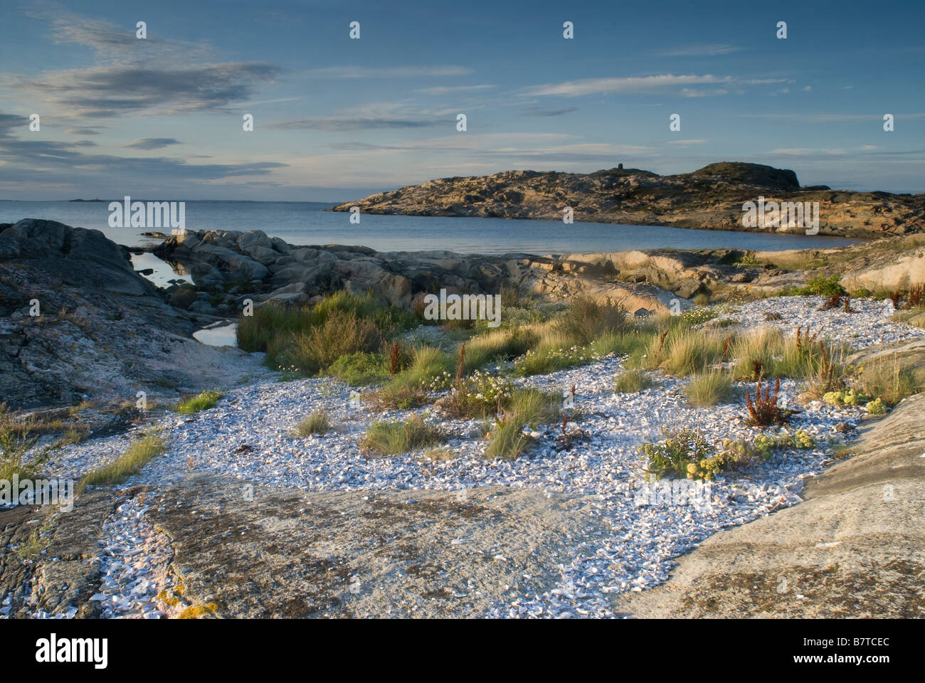 Shells from common mussels (Mytilus Edulis) Koster Island, Sweden Stock ...