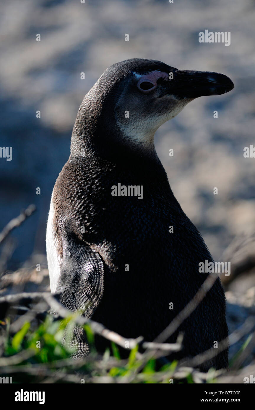 Penguin young hi-res stock photography and images - Alamy
