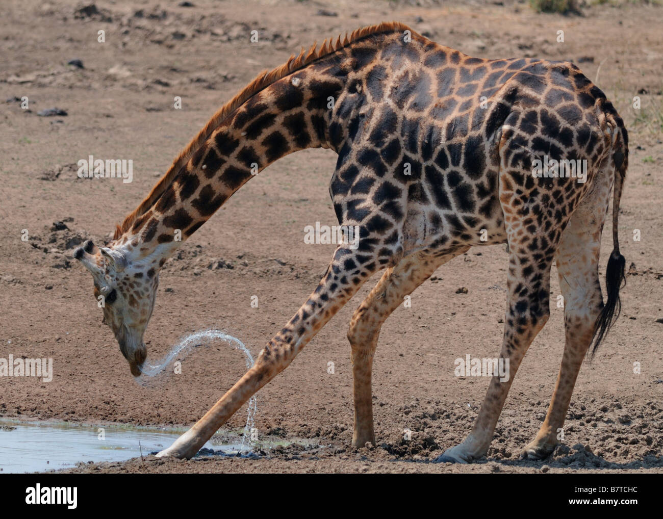 Giraffe drinking water hi-res stock photography and images - Alamy