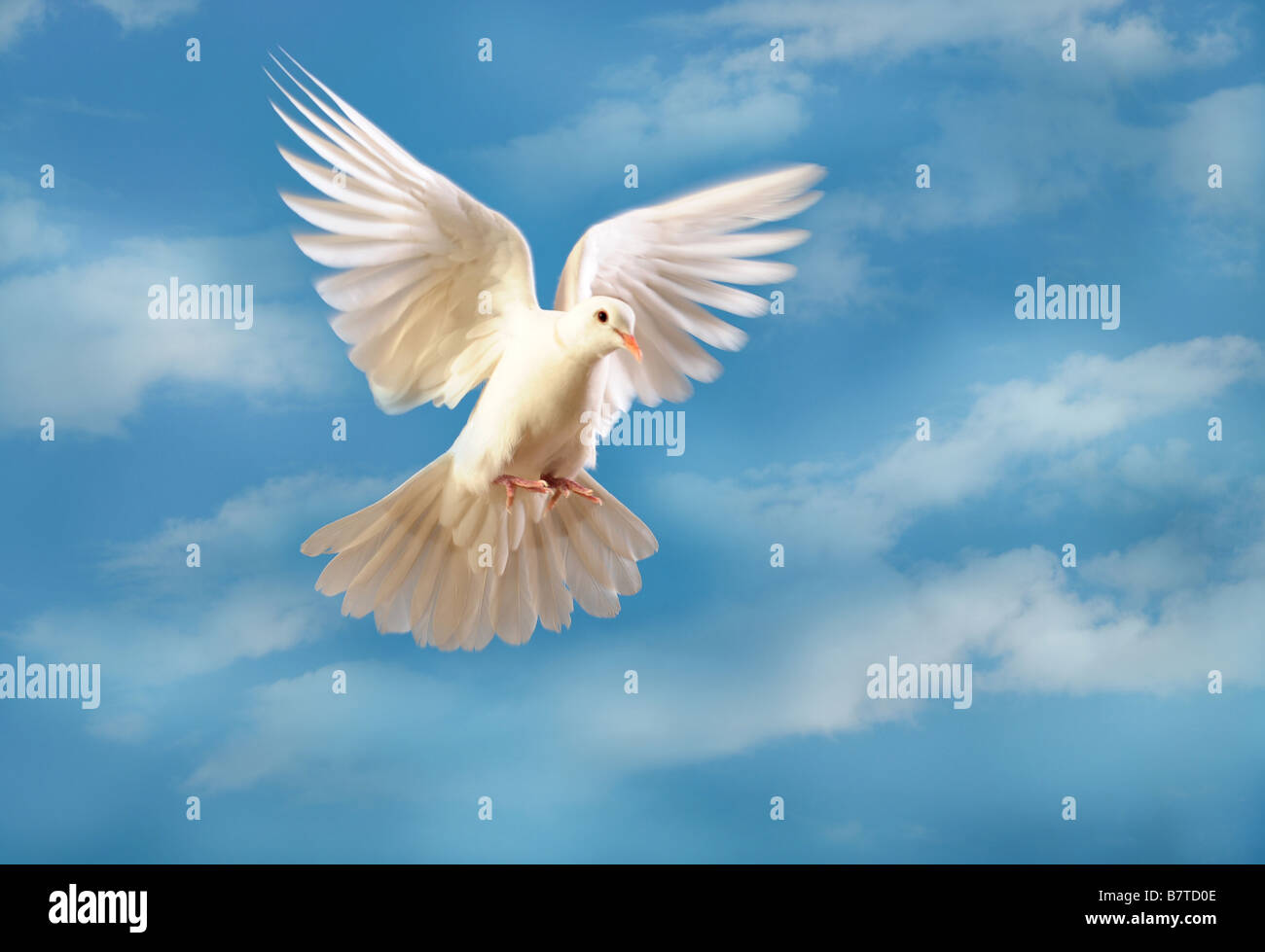 White dove flying blue sky hi-res stock photography and images - Alamy