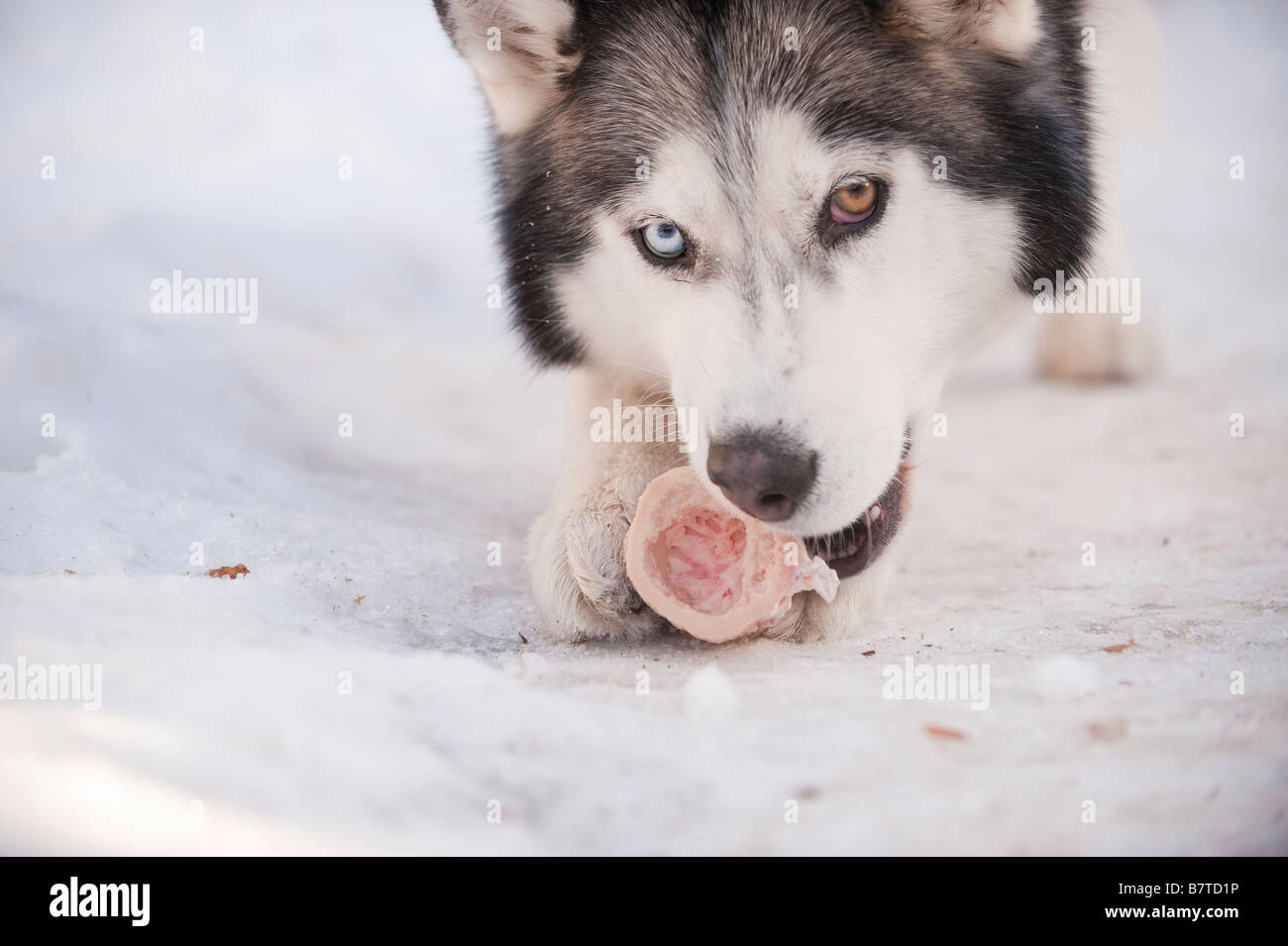 Husky dog with bone hi-res stock photography and images - Alamy