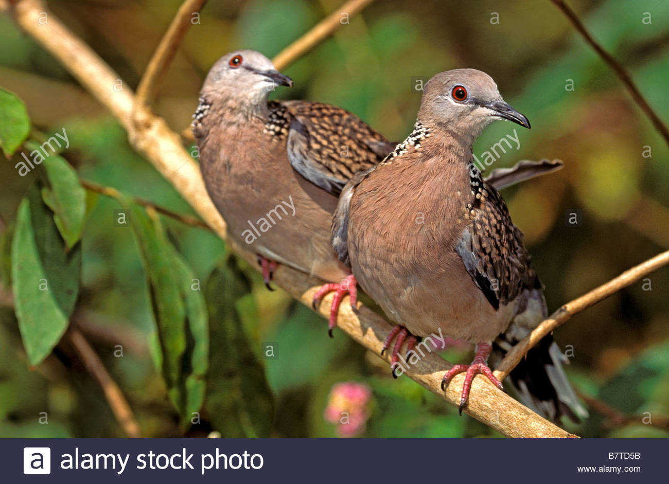 Indian Turtle Dove Stock Photos & Indian Turtle Dove Stock Images - Alamy