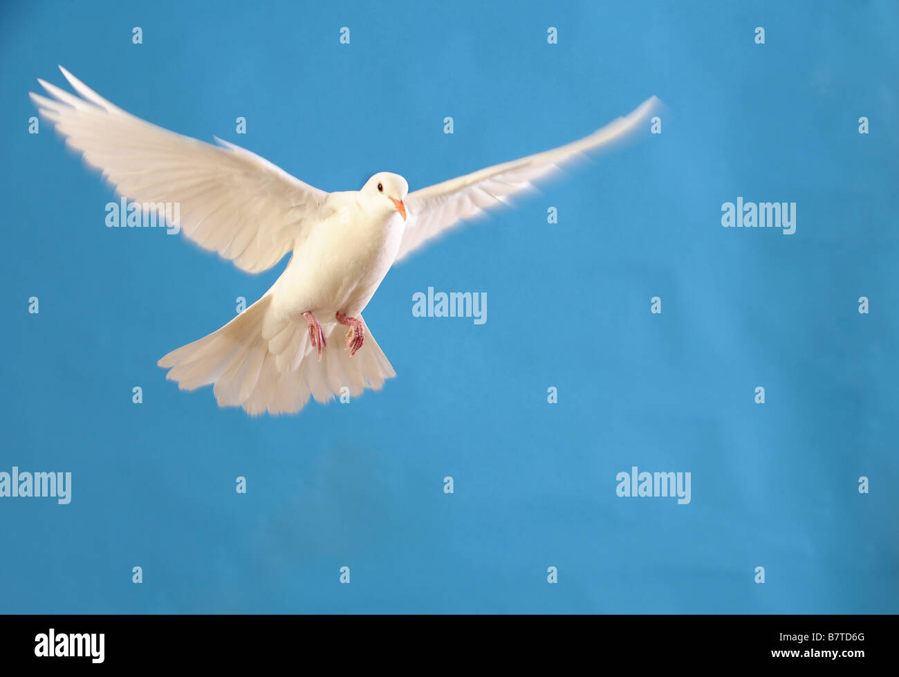 White dove flying blue sky hi-res stock photography and images - Alamy