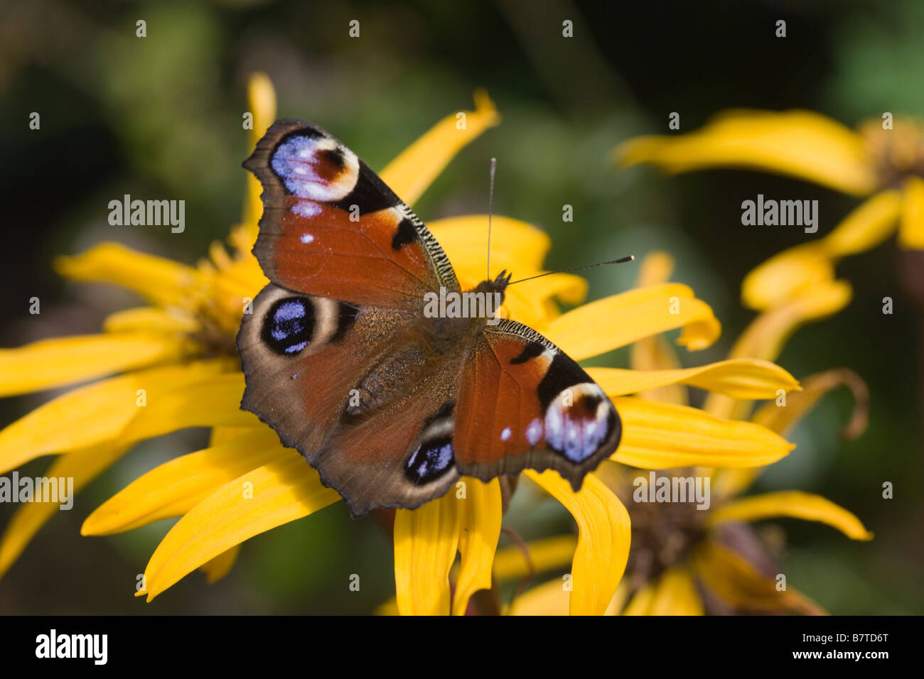 Butterfly pics hi-res stock photography and images - Alamy
