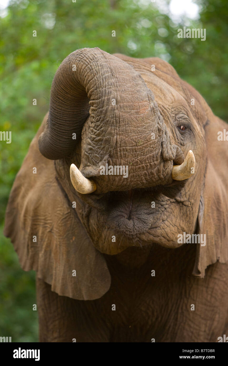 Elephant open mouth hi-res stock photography and images - Alamy