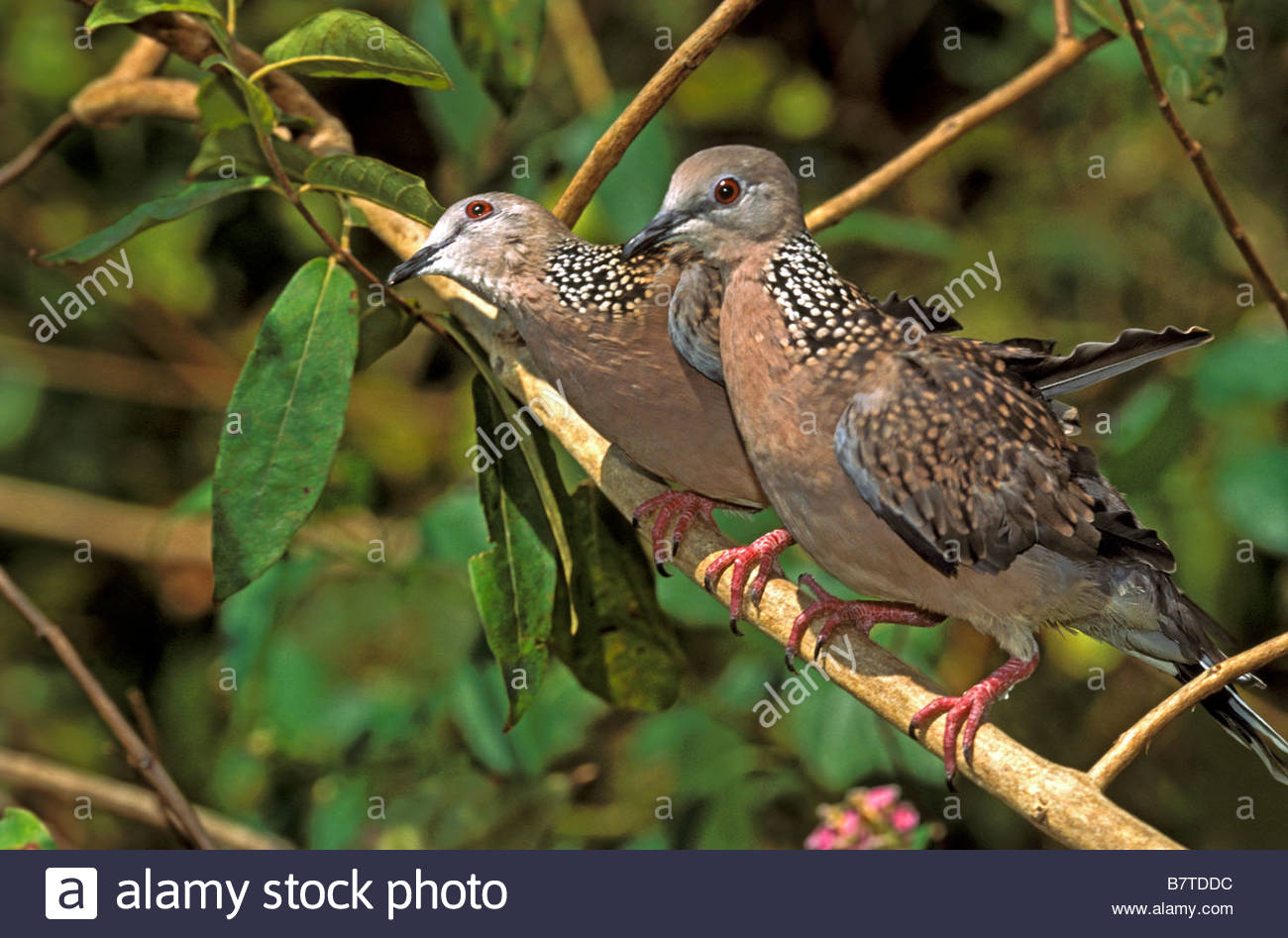 Indian Turtle Dove Stock Photos & Indian Turtle Dove Stock Images - Alamy