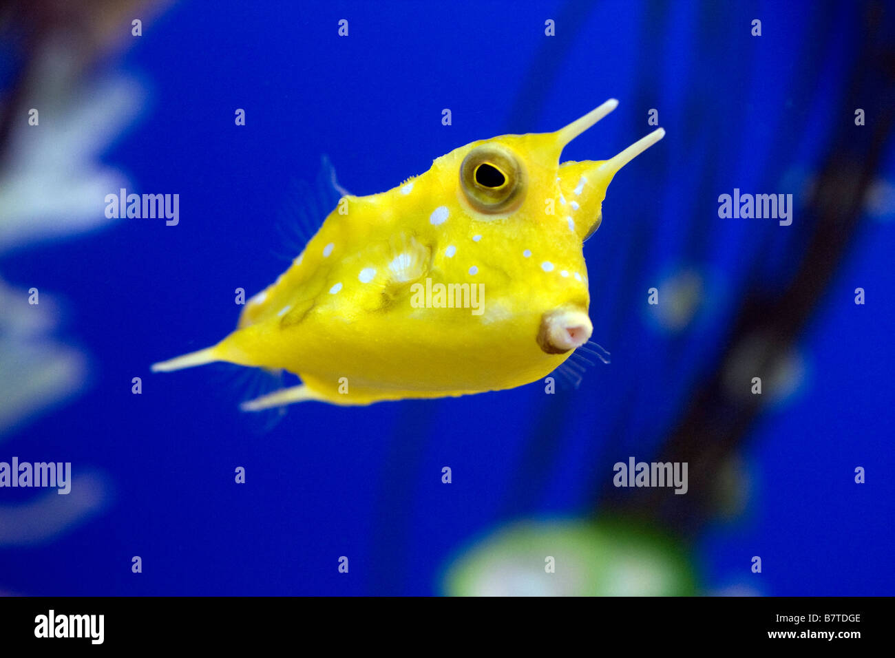 Cowfish High Resolution Stock Photography and Images - Alamy