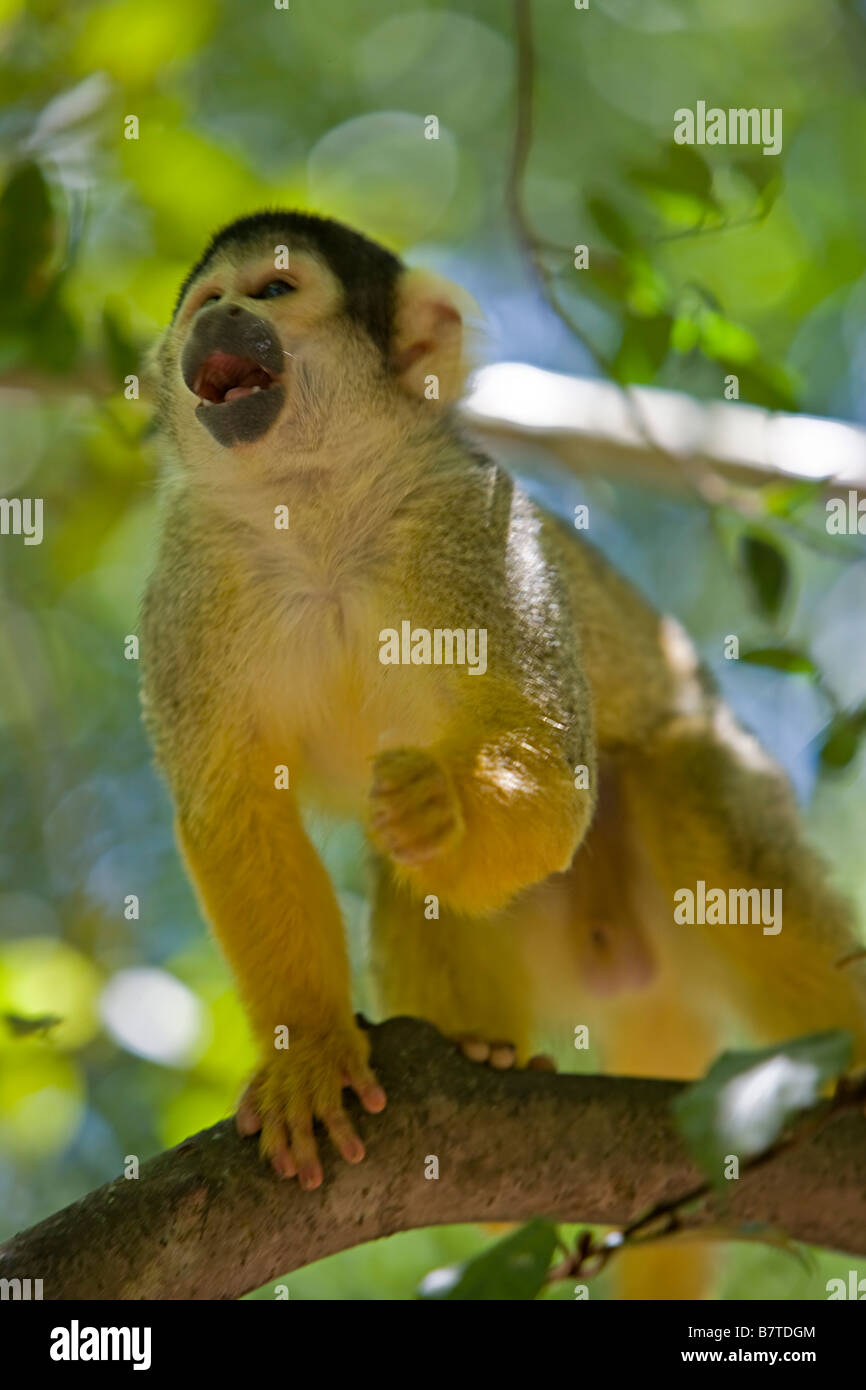 Saimiri sciureus suriname hi-res stock photography and images - Alamy