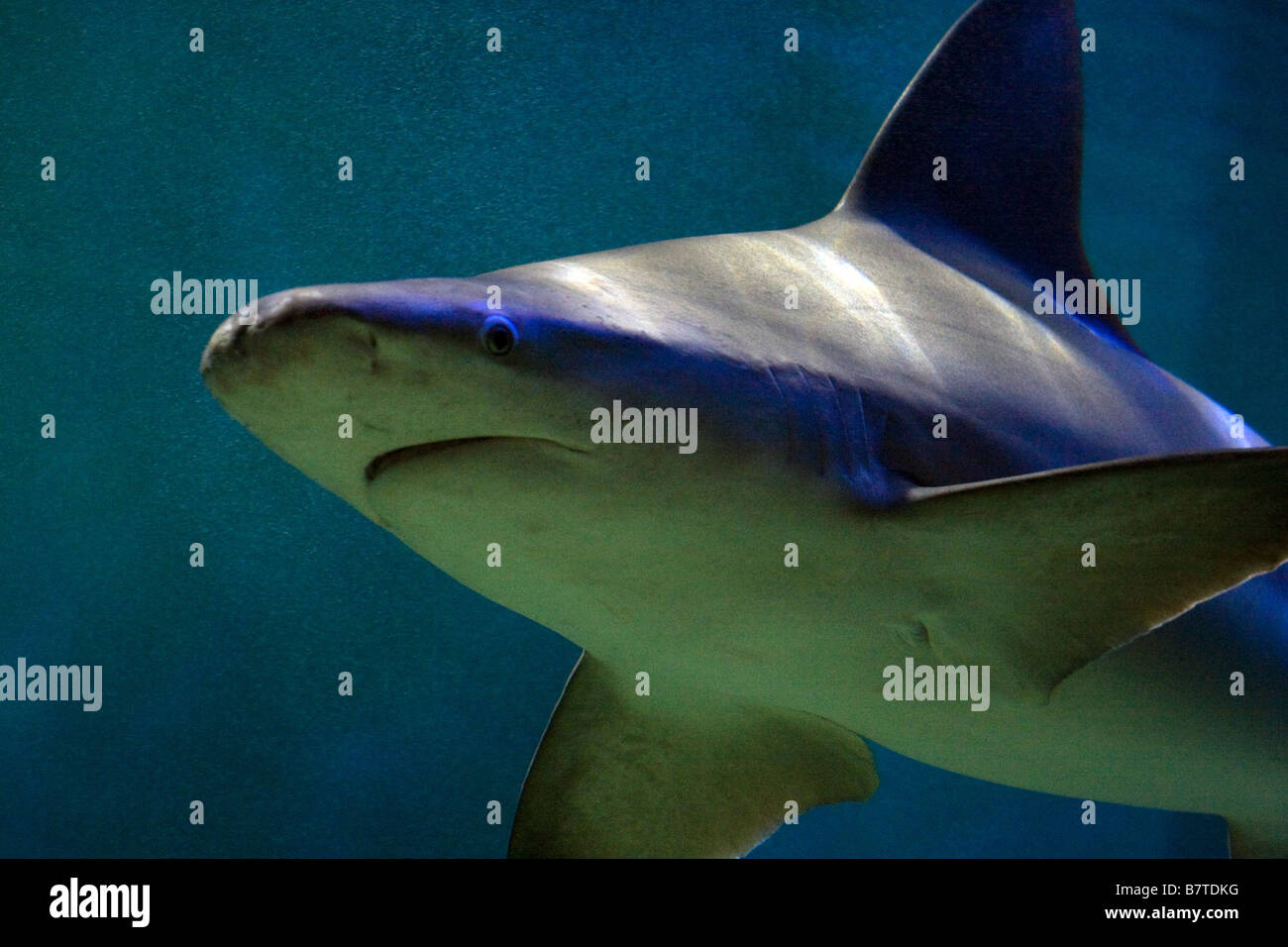 Sandbar shark hi-res stock photography and images - Alamy