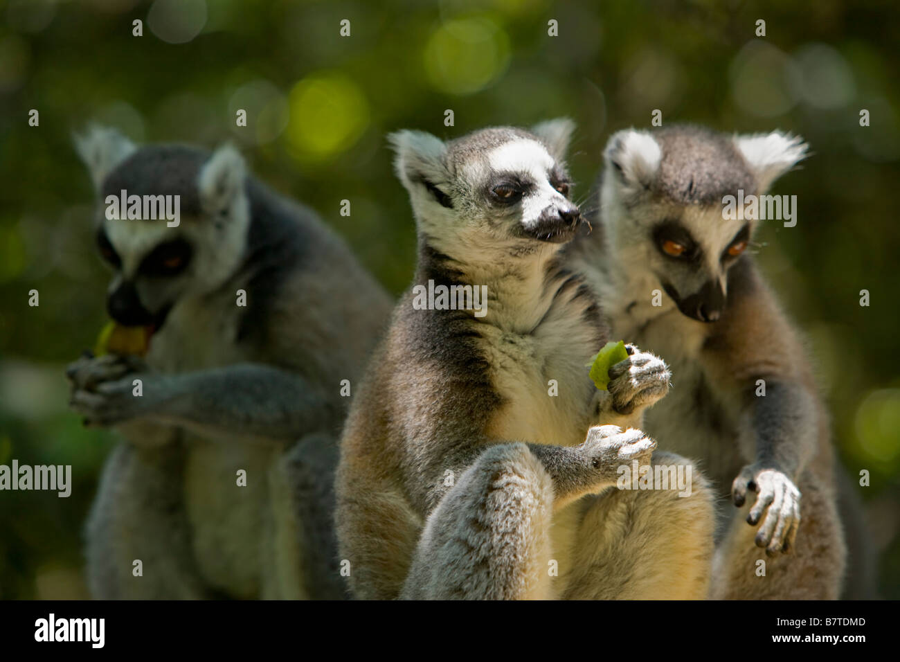 Ringtail Lemur monkey, ( Lemur Catta Stock Photo - Alamy