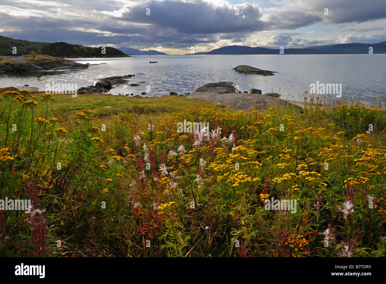Wild flowers norway hi-res stock photography and images - Alamy