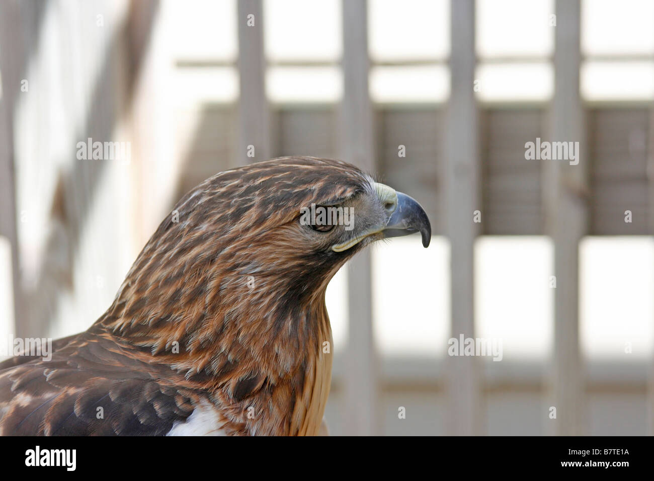 Red tailed hawk close hi-res stock photography and images - Alamy