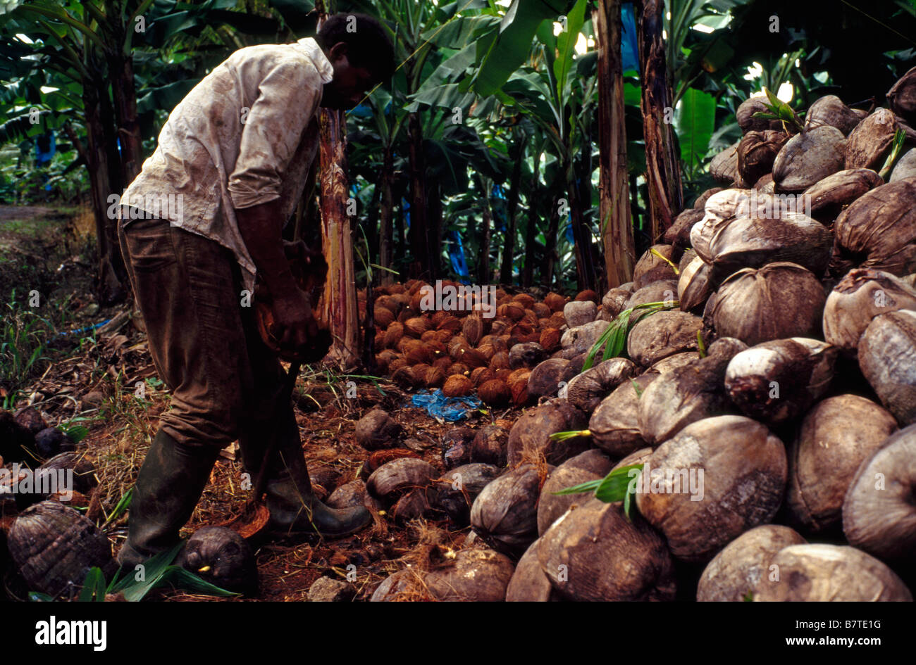 Splitting coconut shells Quarter of Praslin St Lucia West Indies Stock ...