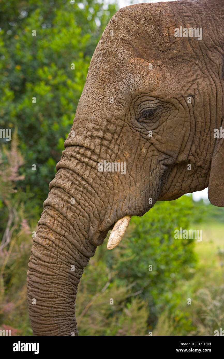 Close up african elephant sideways hi-res stock photography and images ...