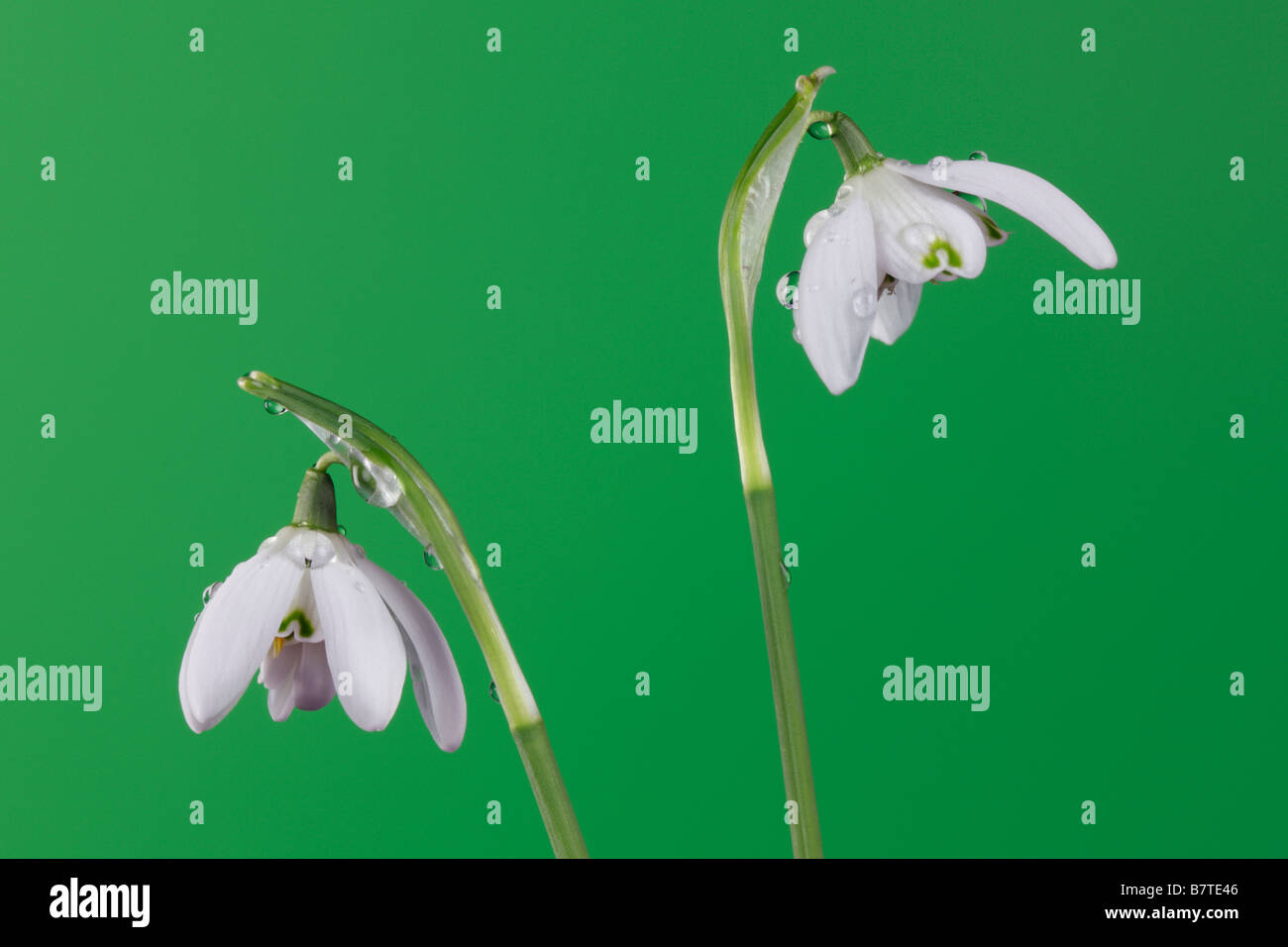 Common snowdrop Galanthus nivalis close up detail Stock Photo - Alamy