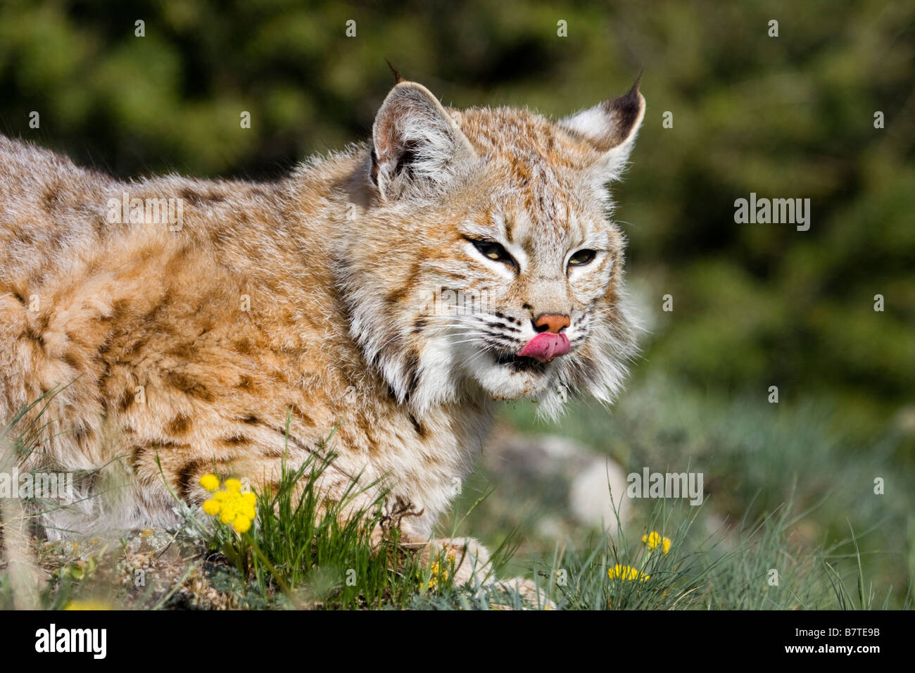 Lynx in the mountains hi-res stock photography and images - Alamy