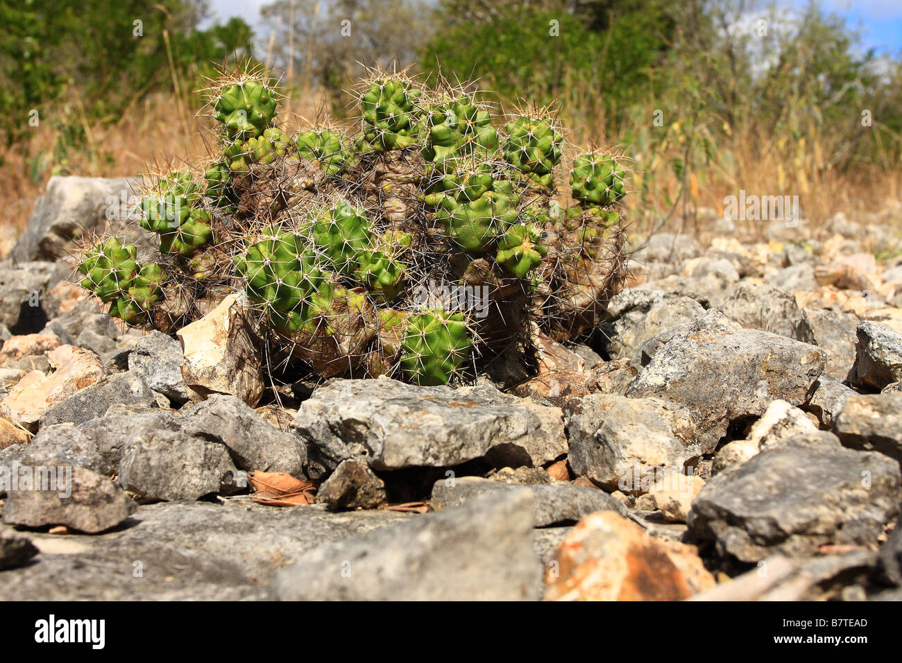 Echinocereus triglochidiatus Claret Cup Cactus Strawberry Cactus ...