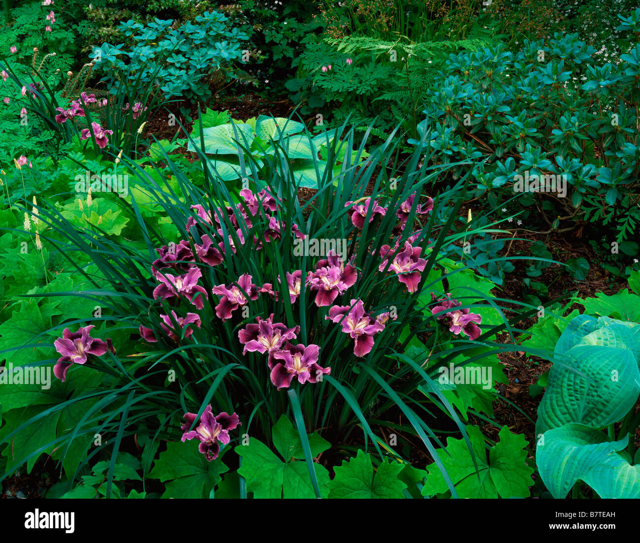 Plants pacific northwest border hi-res stock photography and images - Alamy