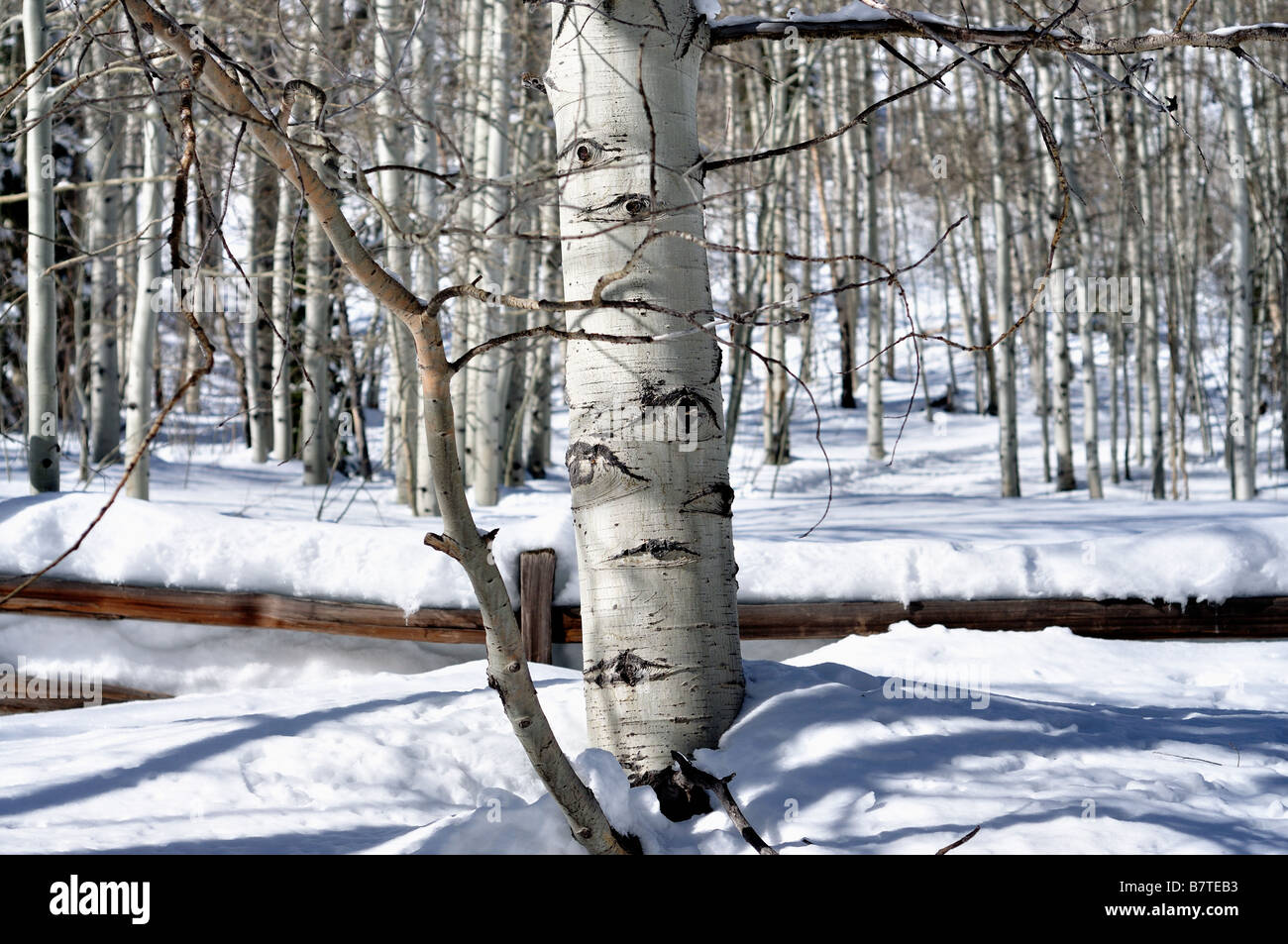 Aspen tree grove hi-res stock photography and images - Alamy