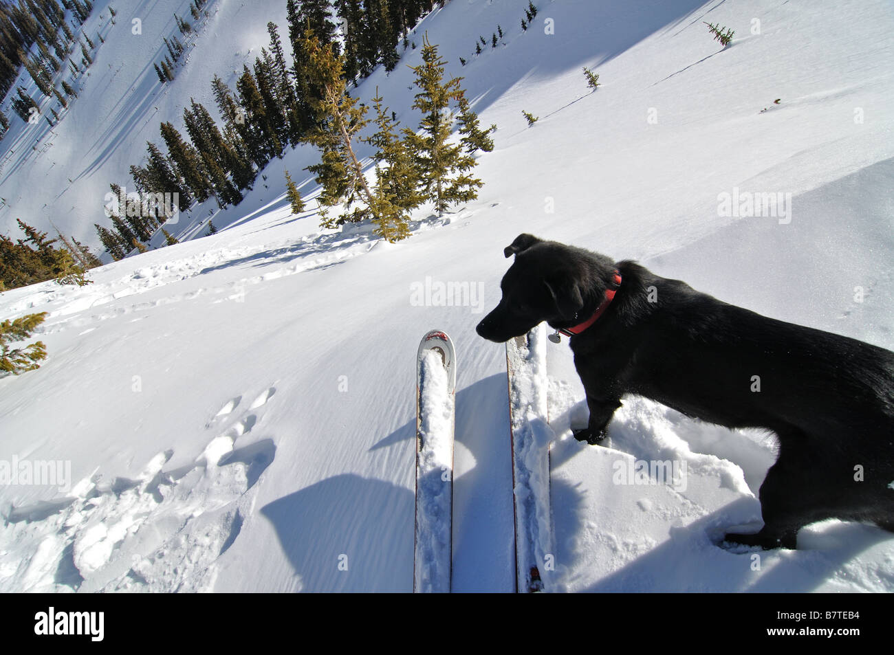 a skier about to drop into a steep chute in the backcountry near ...