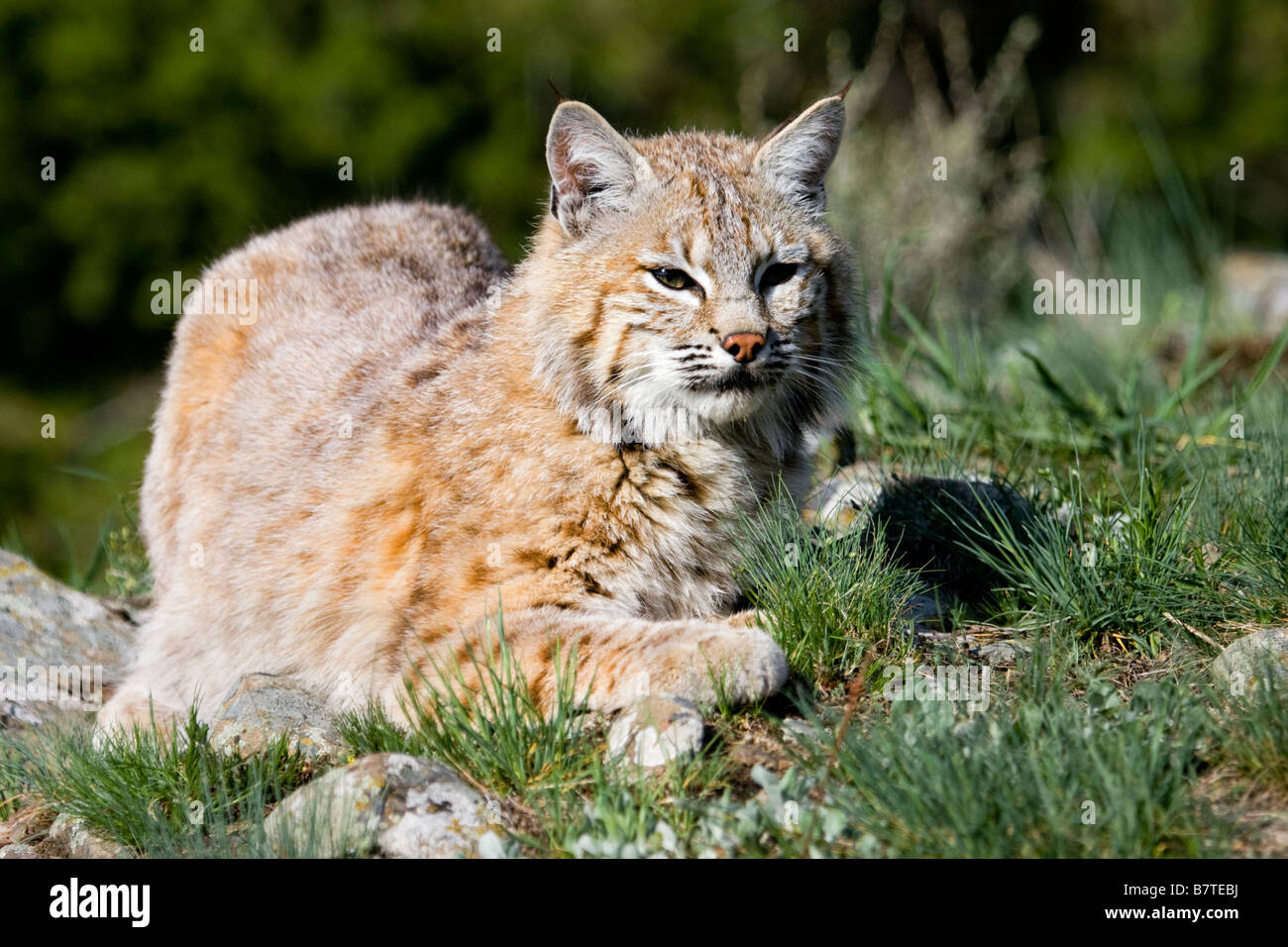 Bobcat stalking it's Prey Stock Photo - Alamy