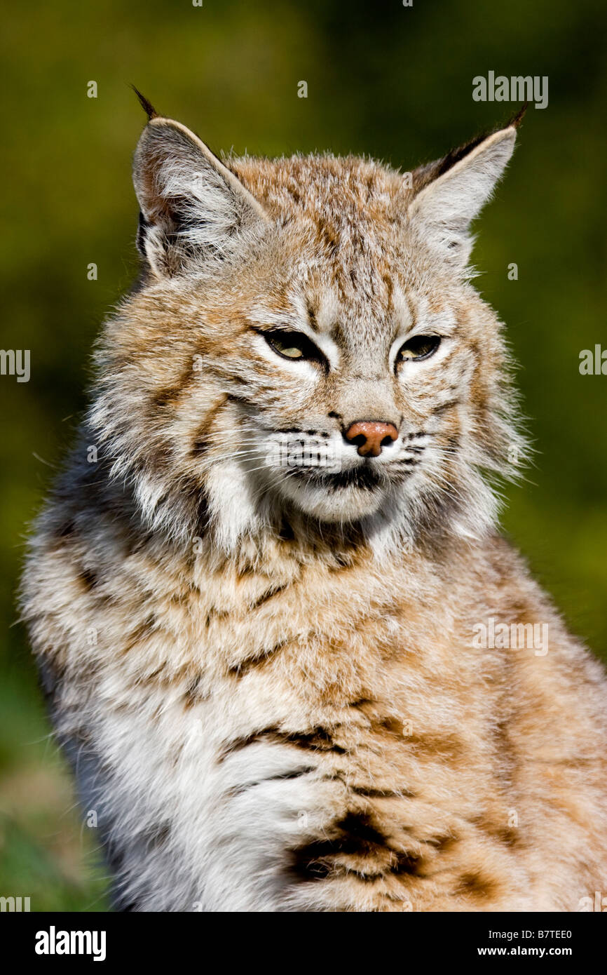 Bobcat hunt hi-res stock photography and images - Alamy