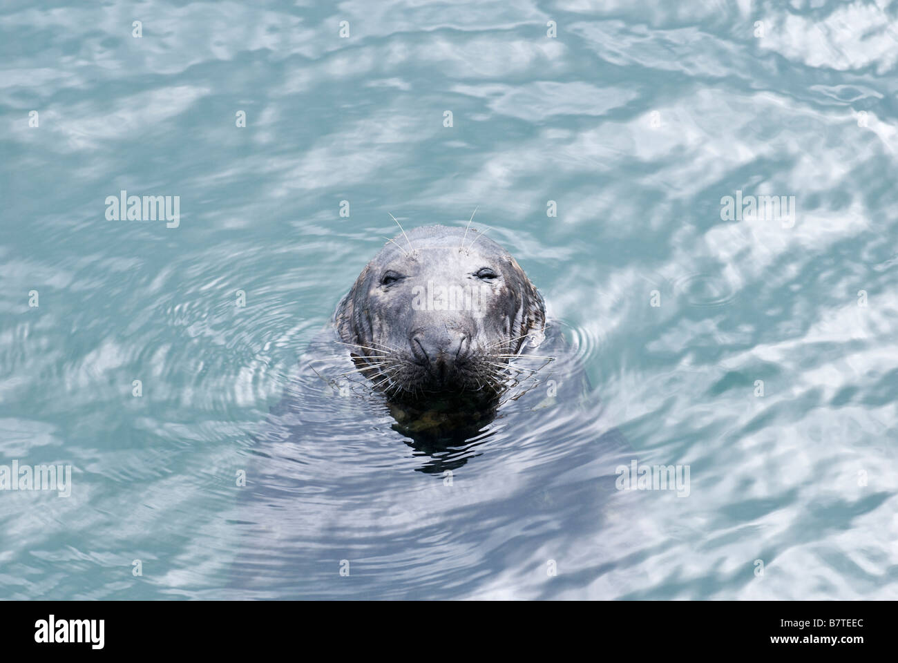 Seal in harbour, Howth Peninsula, Dublin Ireland, August 2006 Stock ...