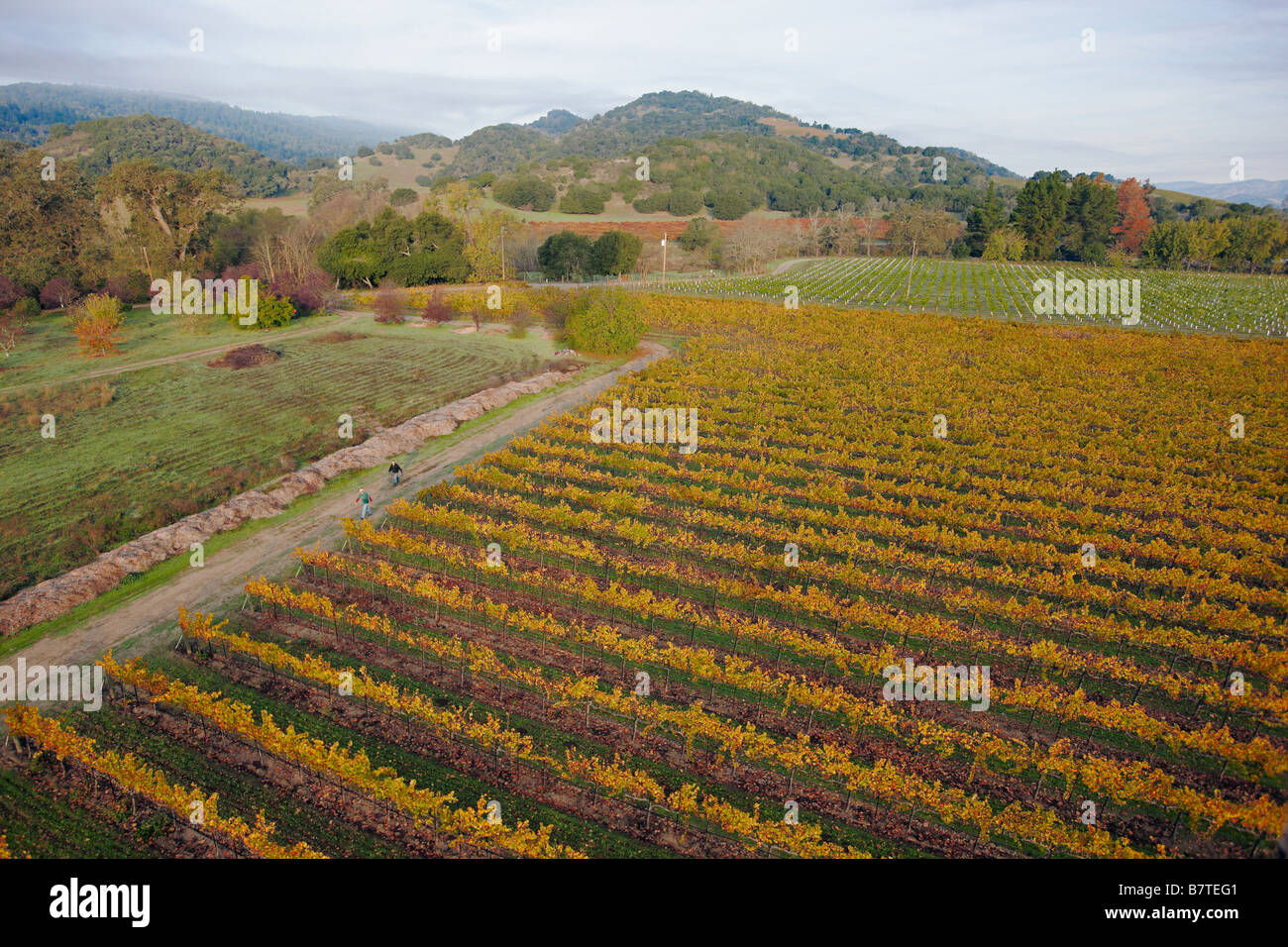 Aerial view vineyards in napa hi-res stock photography and images - Alamy