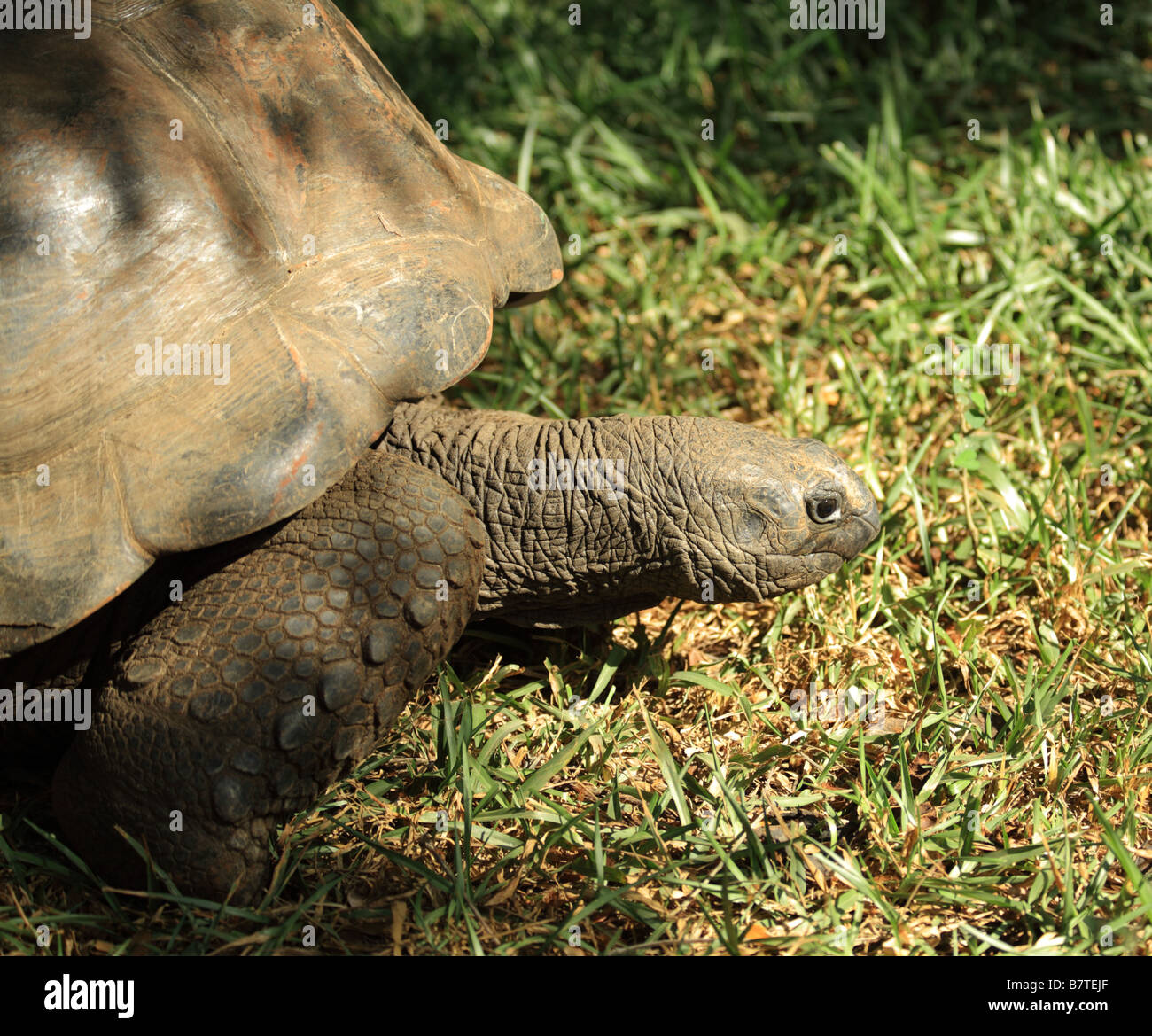Reptiles in grass hi-res stock photography and images - Alamy