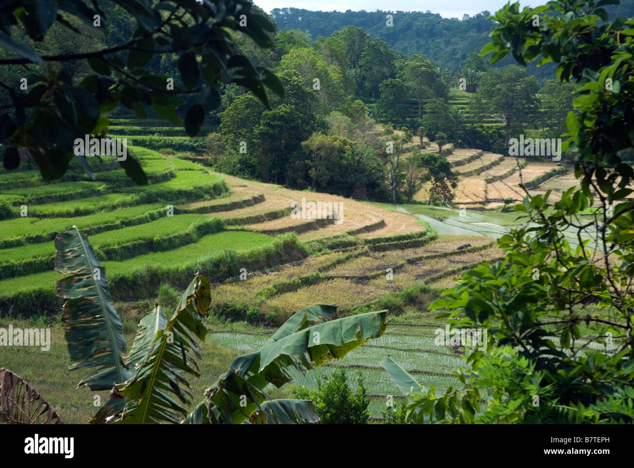 Paddy landscape in central Flores Stock Photo - Alamy