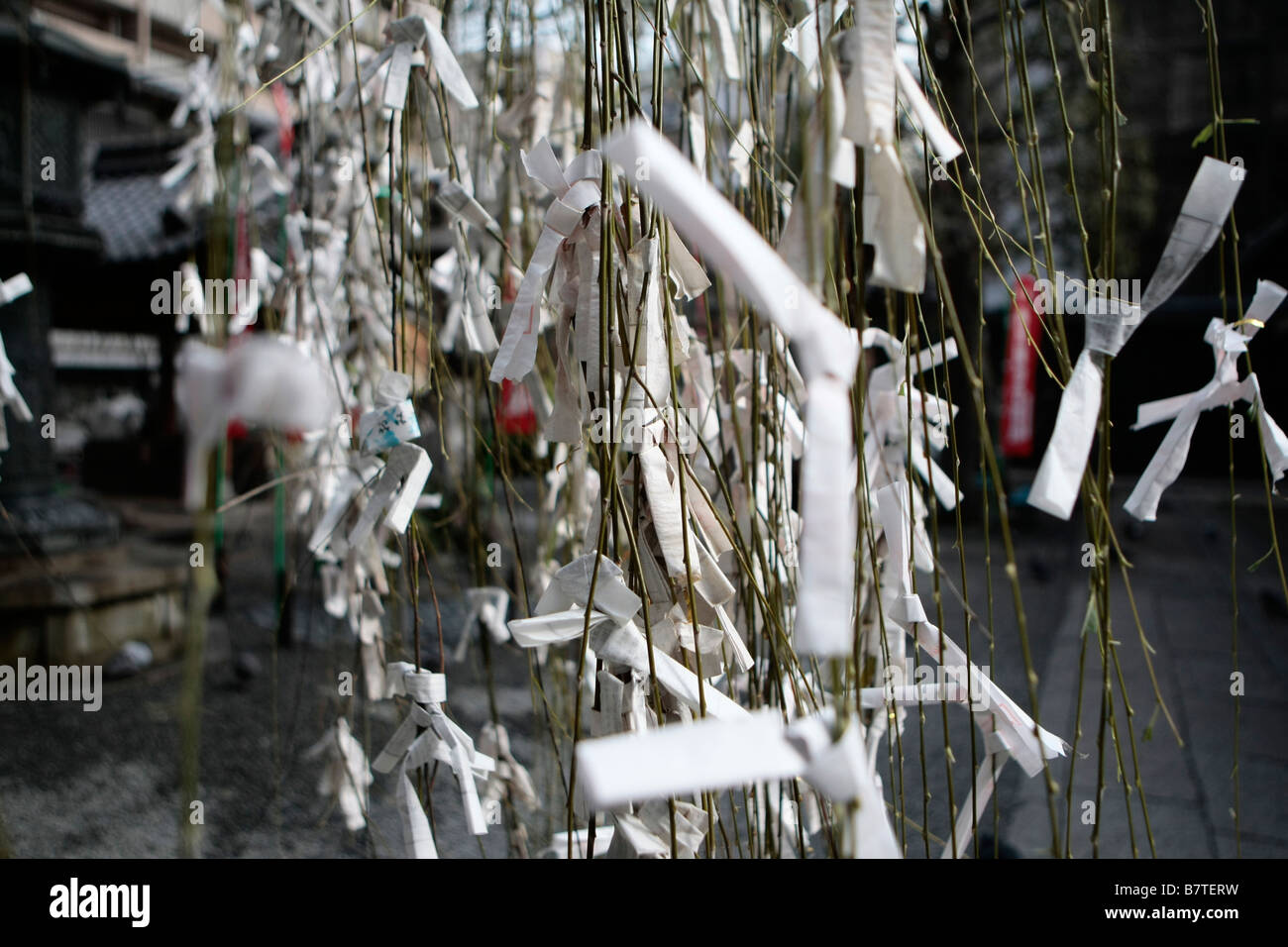 Good luck tree hi-res stock photography and images - Alamy