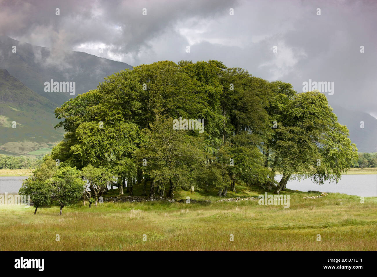 Tree with cloud Stock Photo - Alamy