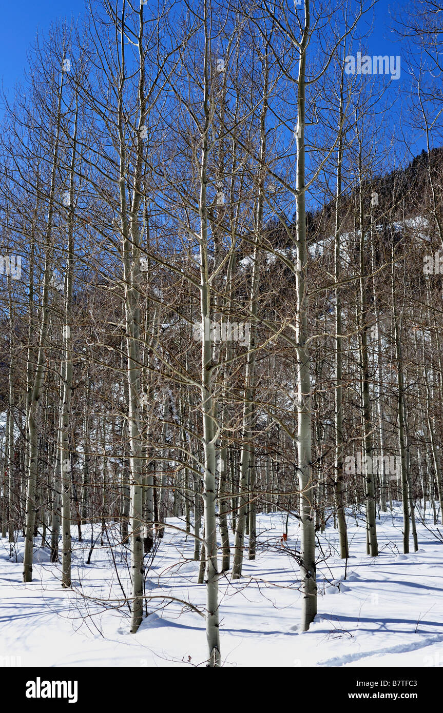 Winter scene aspen trees hi-res stock photography and images - Alamy