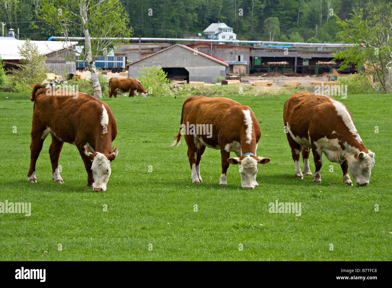Bos taurus hi-res stock photography and images - Alamy