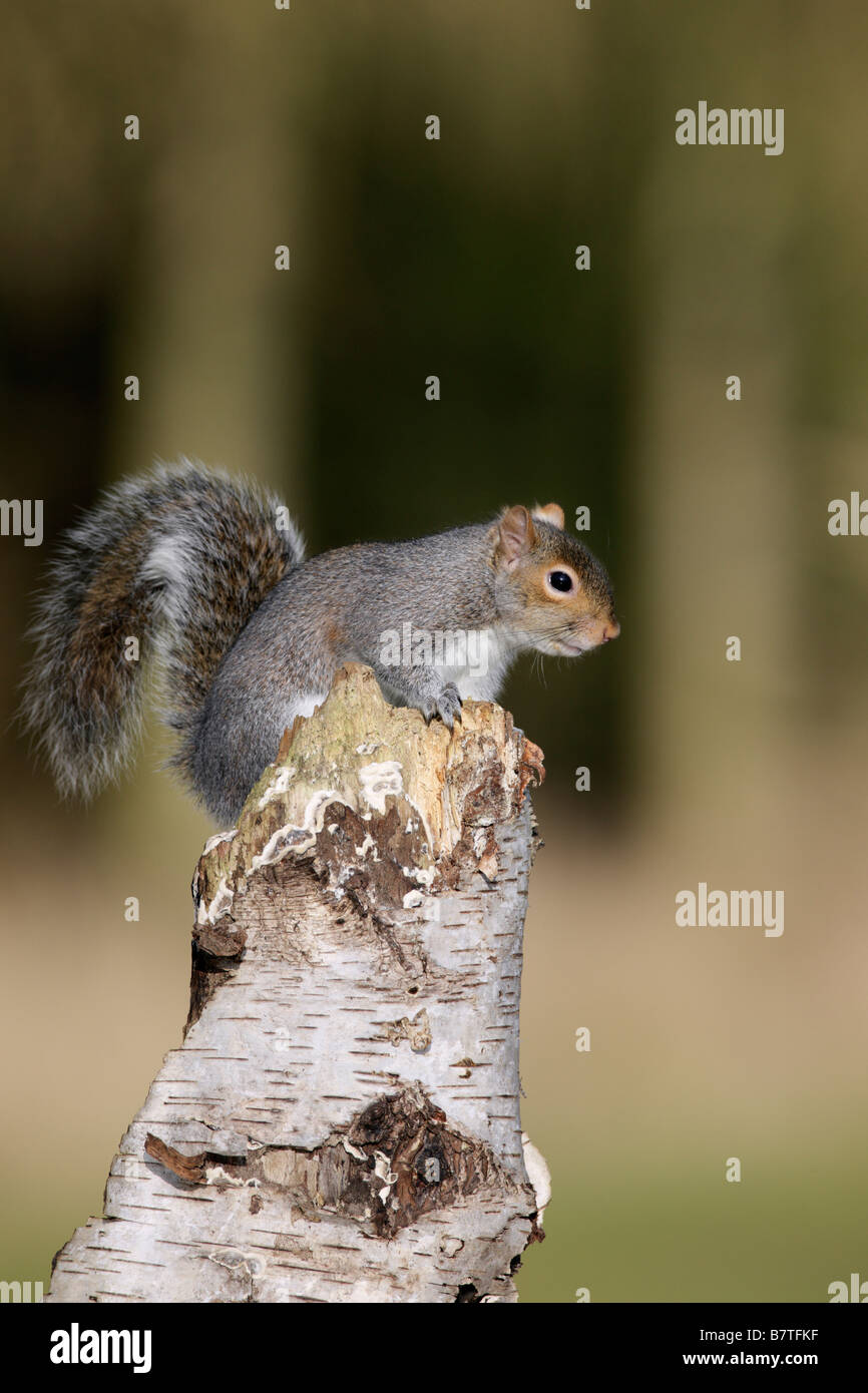 Silver squirrel hi-res stock photography and images - Alamy