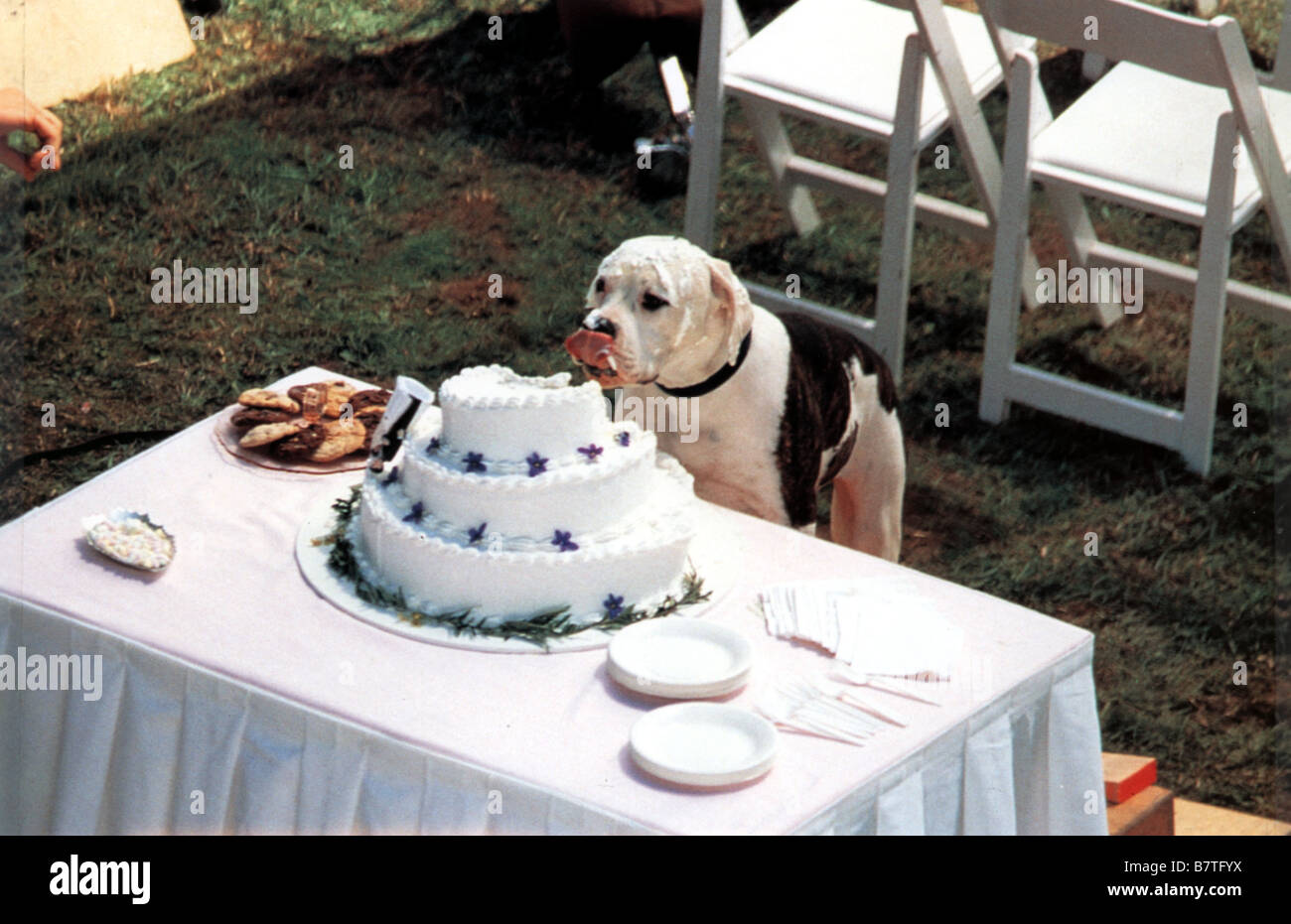 Homeward Bound: The Incredible Journey Year: 1993 USA Director: Dwayne ...