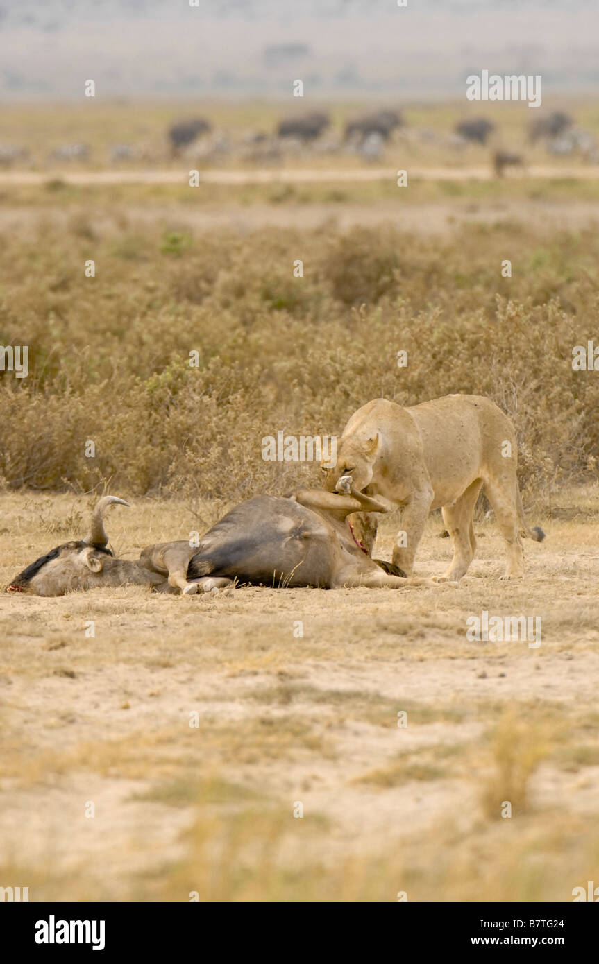 Group of dead wildebeest hi-res stock photography and images - Alamy