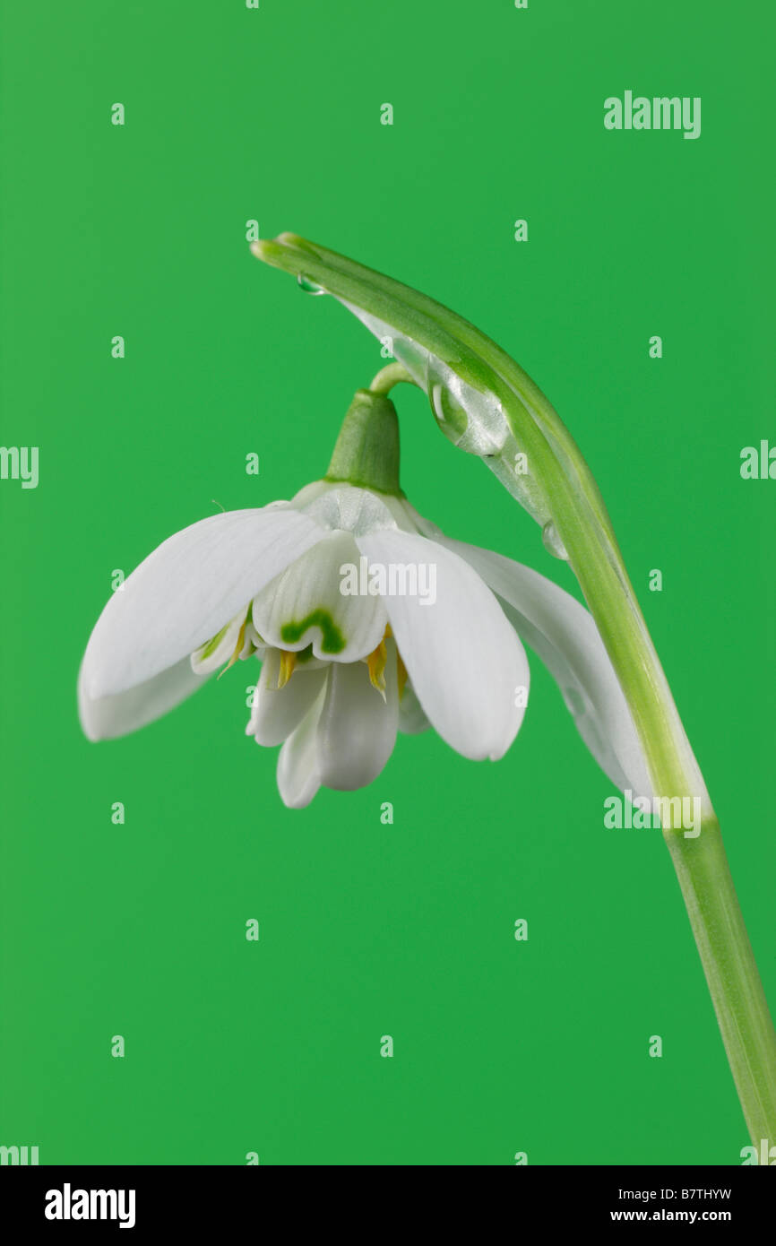Snowdrop Galanthus nivalis close up Stock Photo - Alamy