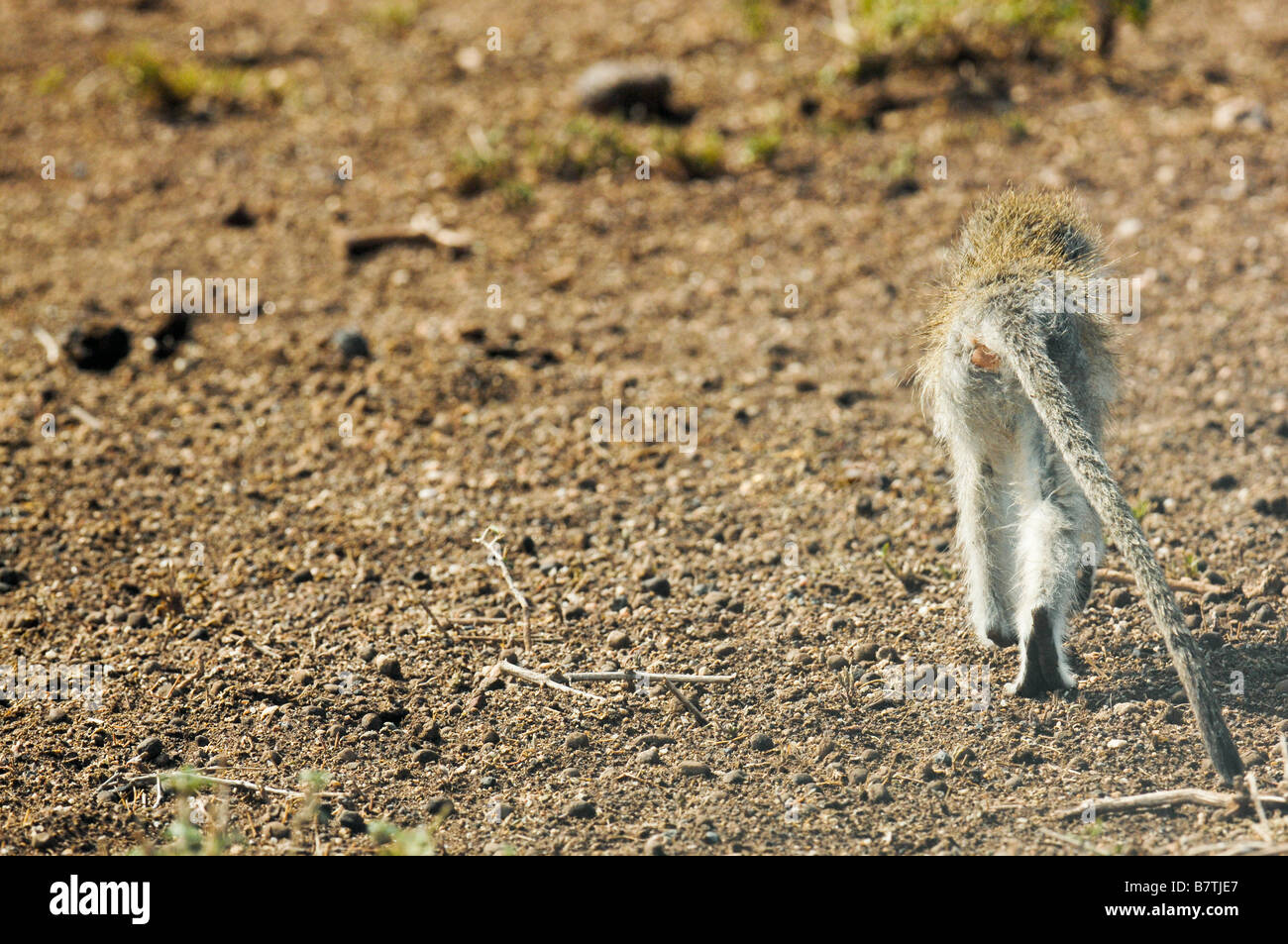 vervet monkey walk away Stock Photo - Alamy