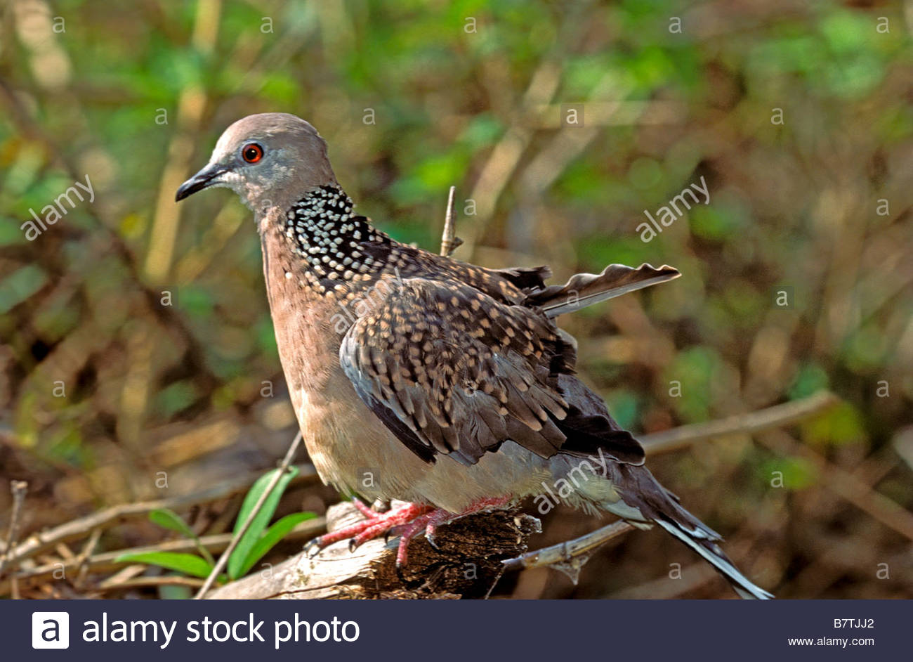 Indian Turtle Dove Stock Photos & Indian Turtle Dove Stock Images - Alamy