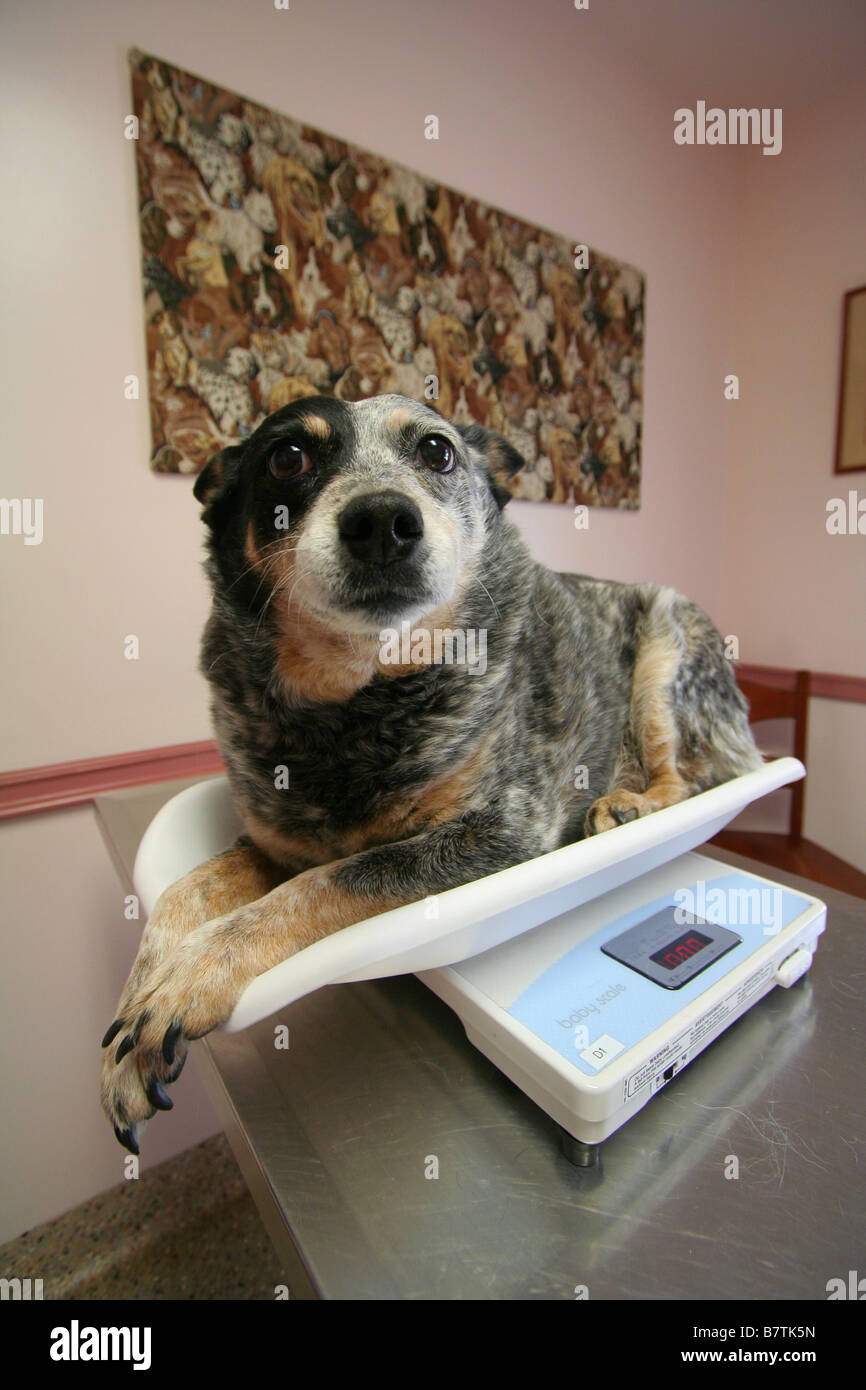 overweight embarassed dog on scale at veterinarian office/animal ...