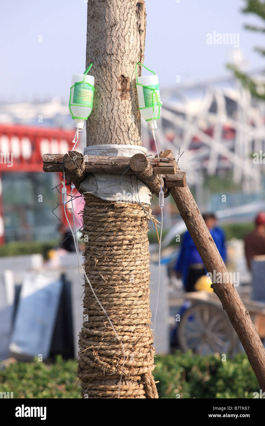 Iv Drip On The Tree,Concept Stock Photo - Alamy